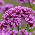 Purpletop Vervain 200 Seeds – Verbena bonariensis, Lavender-Purple ...