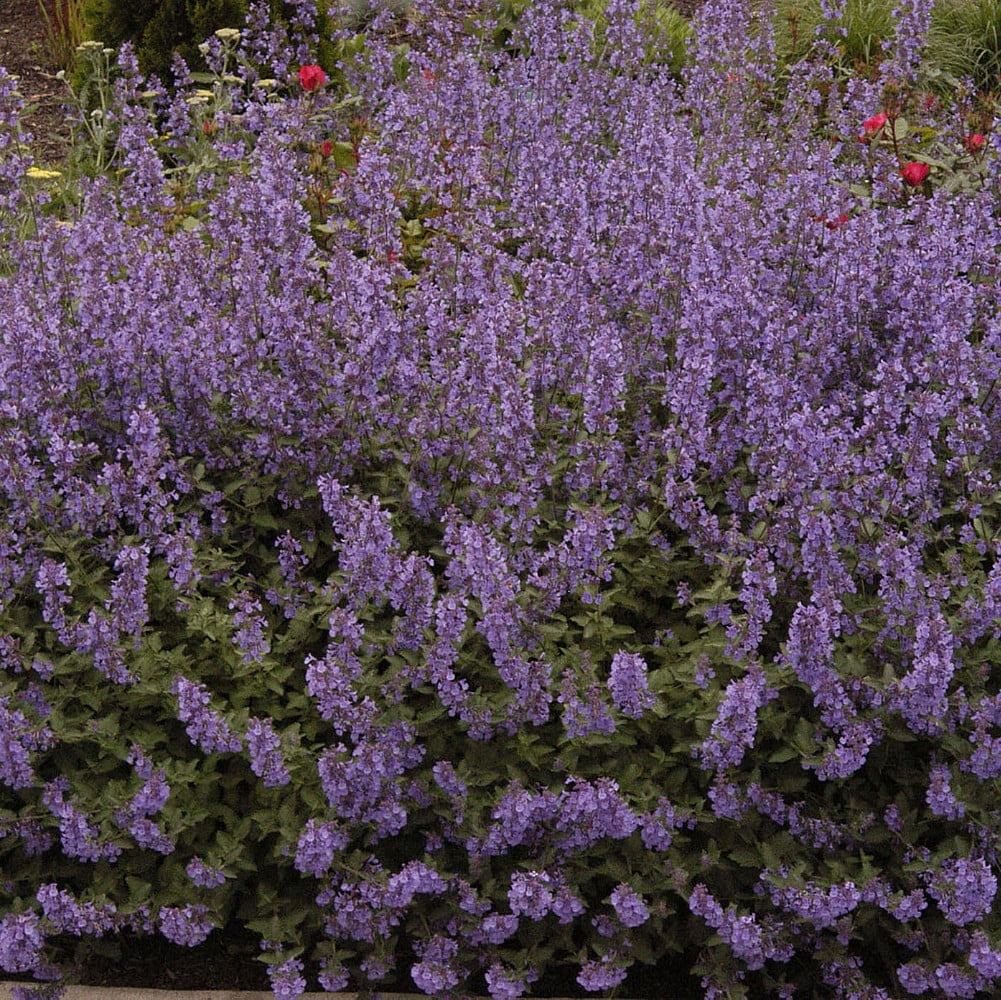 Purrsian Blue Catmint Perennial - Nepeta - Quart Pot - Walmart.com