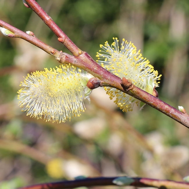 Pussy Willow Live Plant 12-18" in Height in a #3 Container - Walmart.com