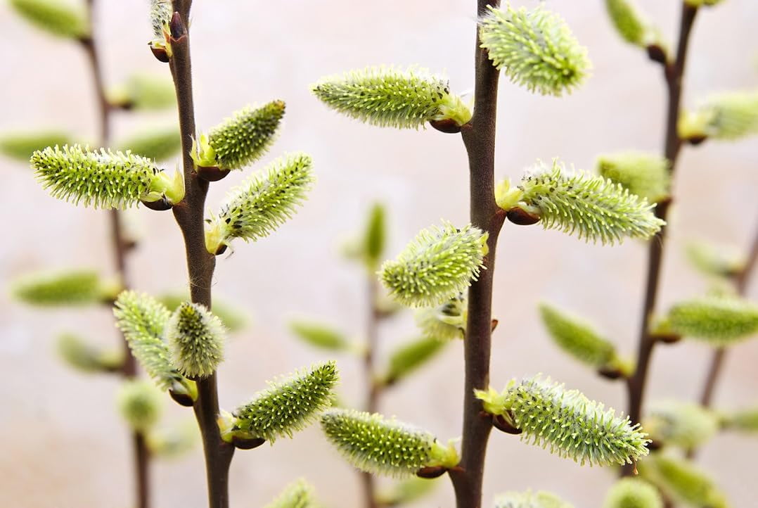 Pussy Willow Tree Cutting to Plant - Grow Stunning Weeping Catskin ...
