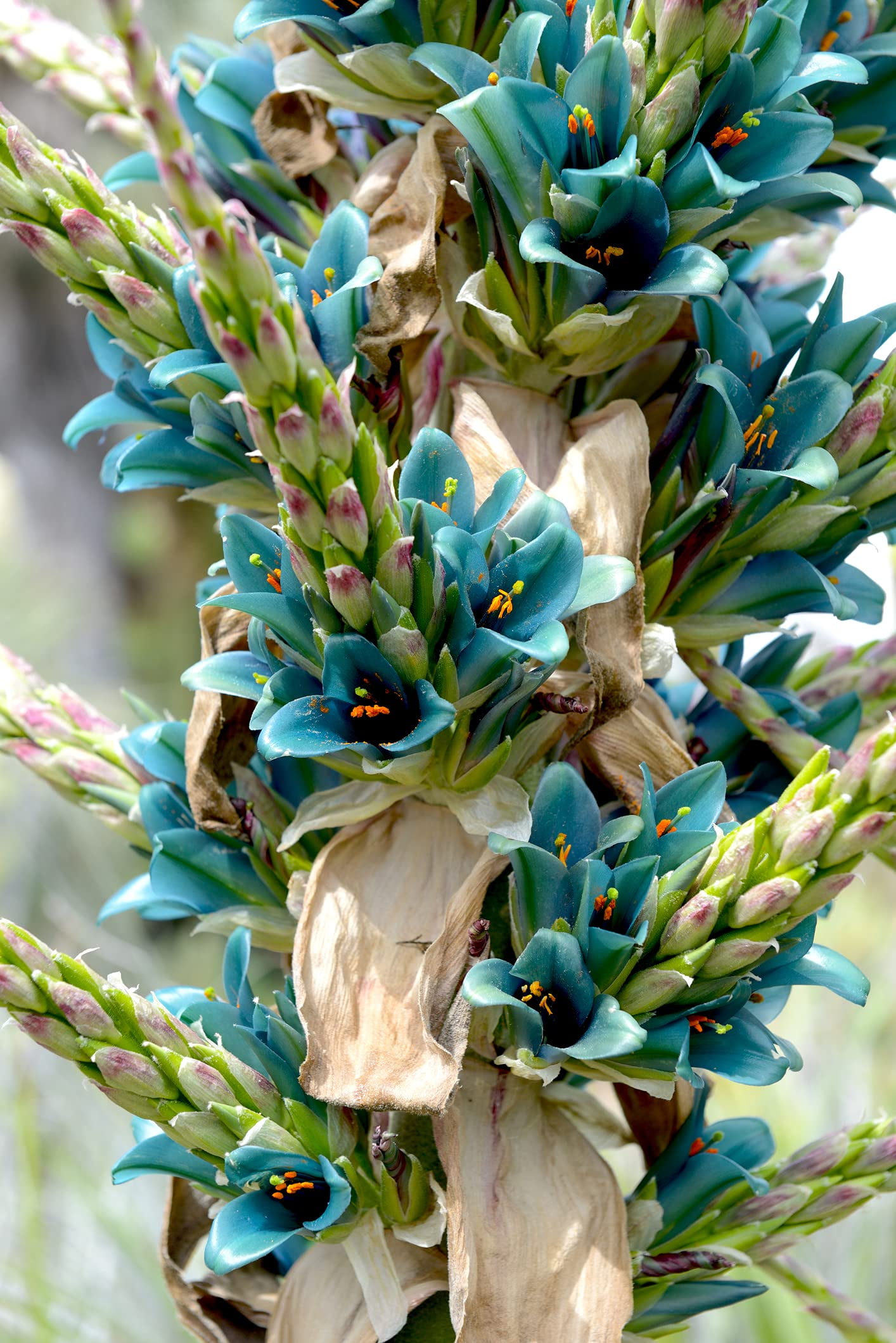 CZ Grain Sapphire Tower Plant Seeds, Exotic Turquoise Bromeliad Flowers ...