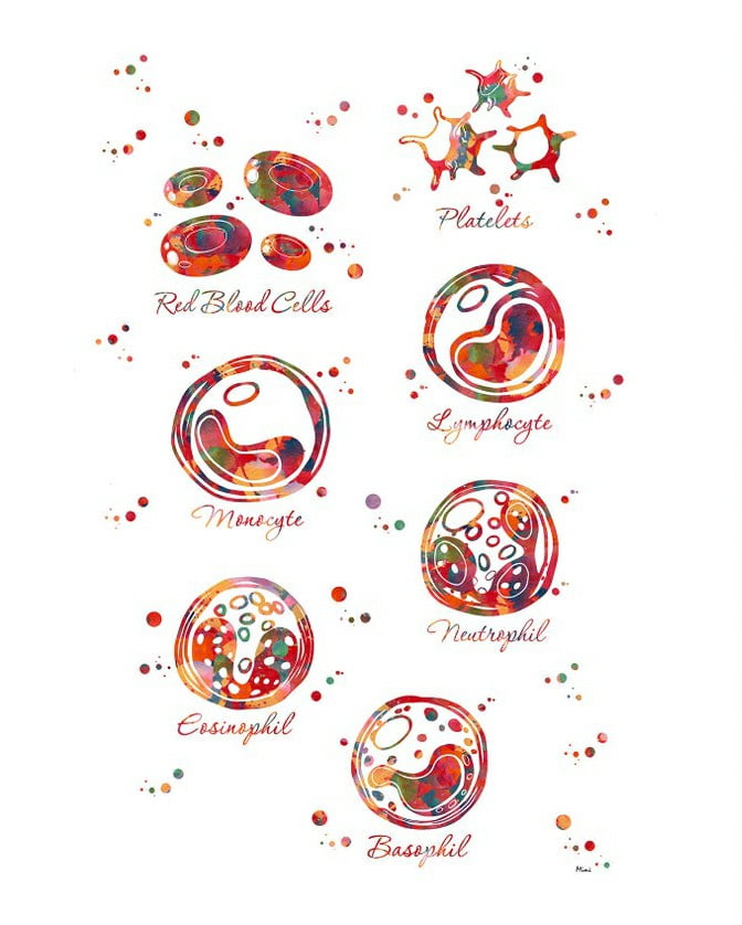 Puzzle for Adult 500 Piece Wooden Jigsaw Puzzle Blood Cells Anatomy ...