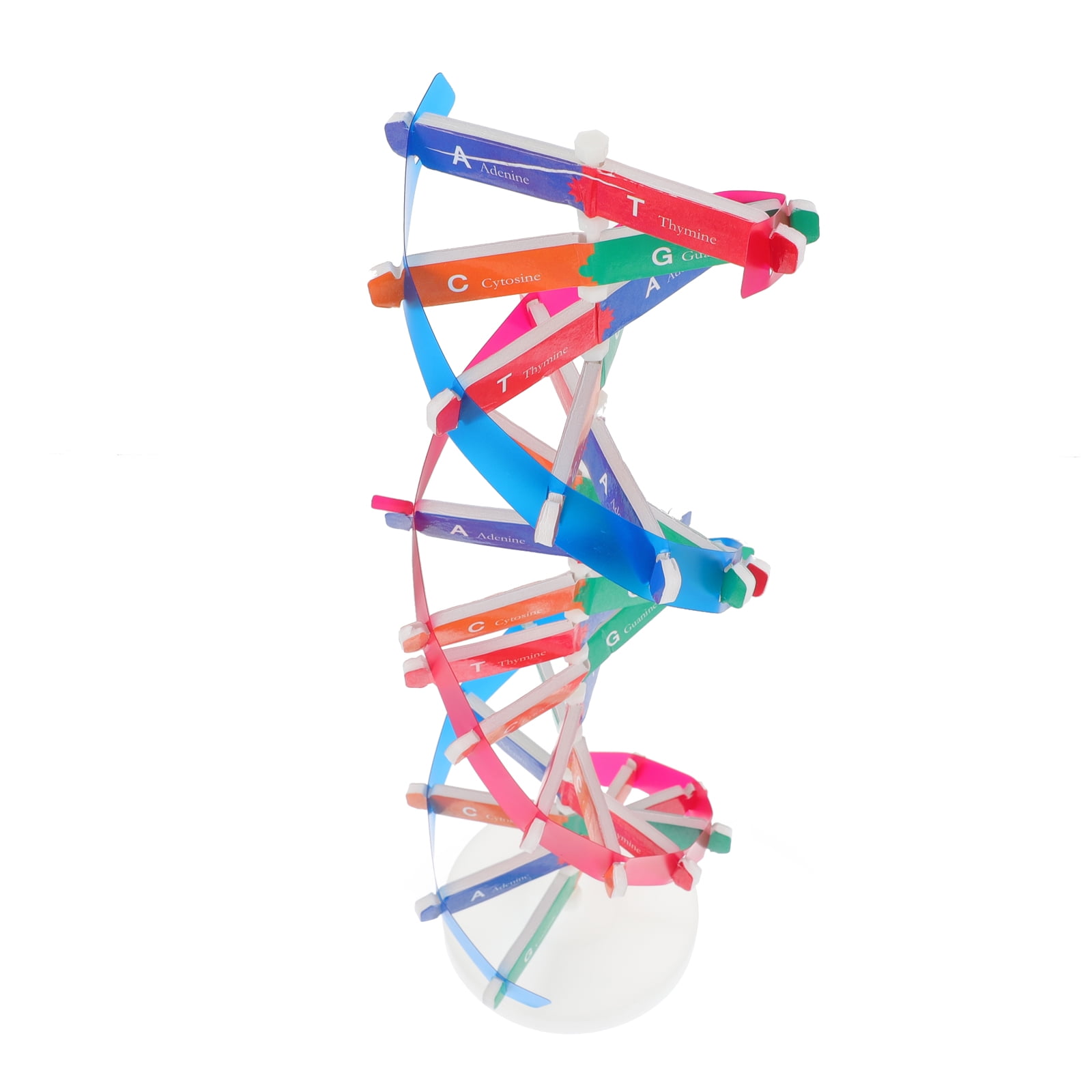 TAILTOSS Double Helix Shape DNA Model for Children Educational Assembly ...