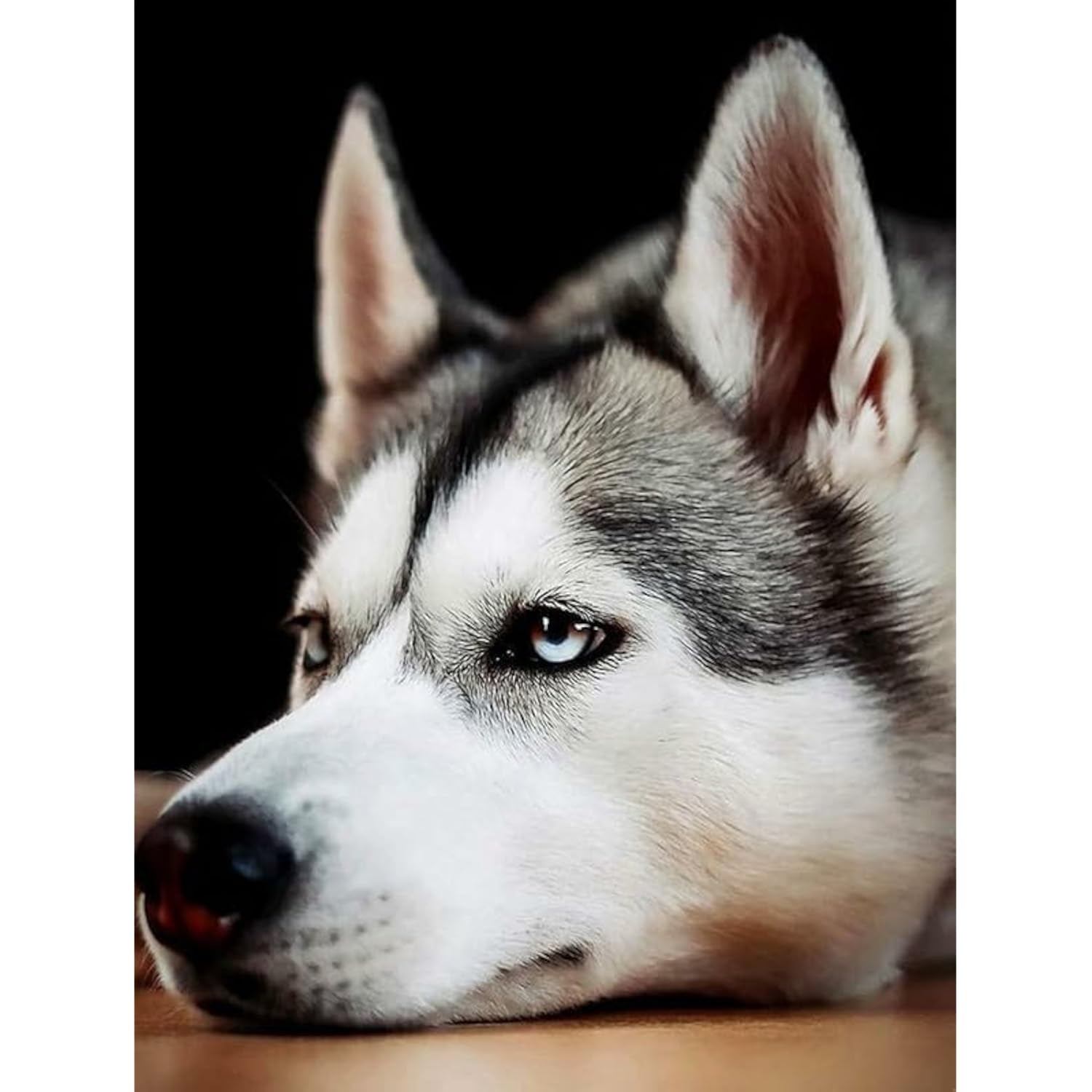 Puzzle Husky Dog Wooden Adult Decompression Game Party Entertainment ...