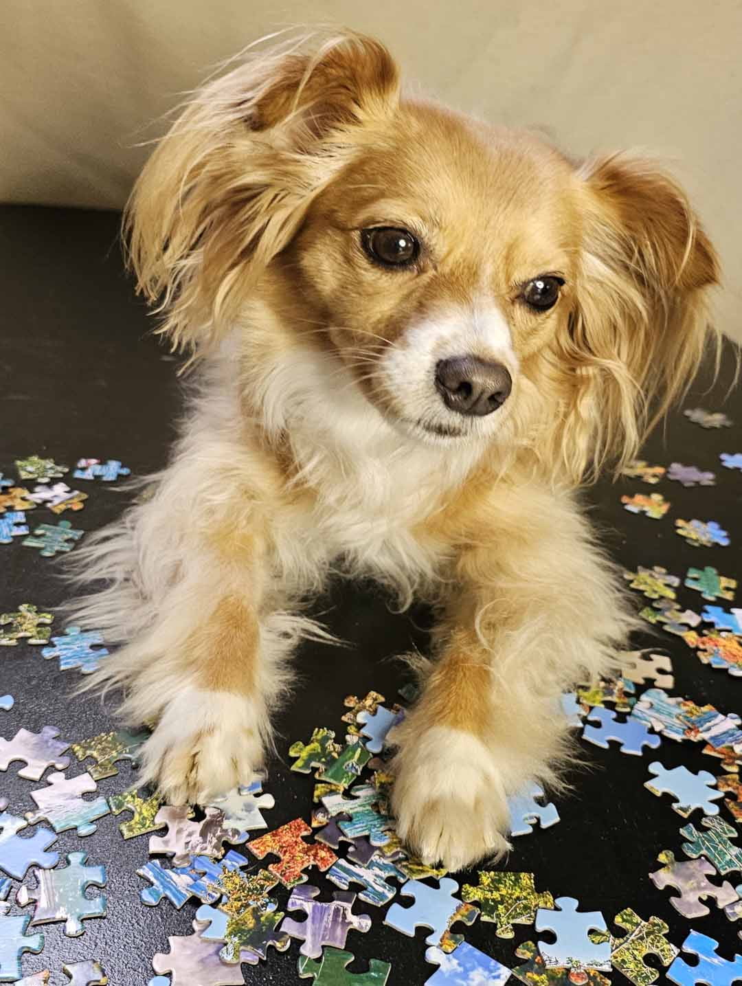 Puzzle Pup - National Puzzle Day Puzzle! - Walmart.com