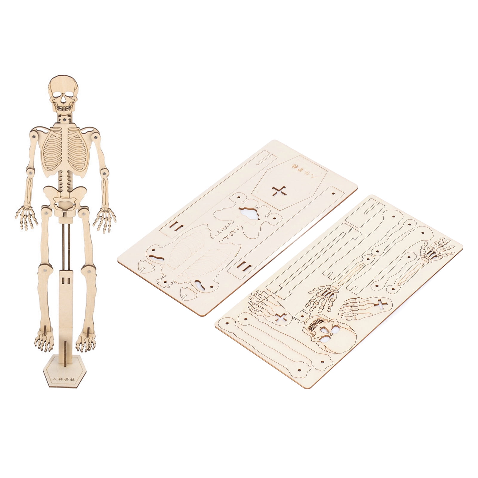 Puzzled 3D Puzzle Human Skeleton Wood Craft Construction Model Kit, Fun ...