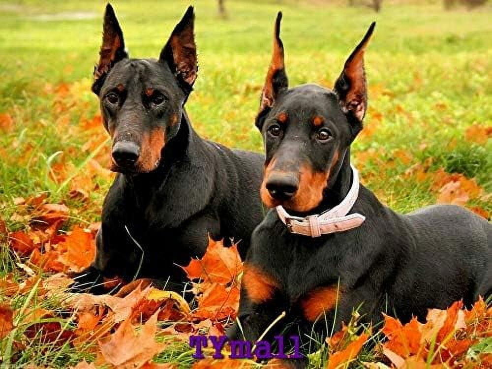 Puzzles for Adults Autumn Dog Puppies Doberman Pinscher Landscape ...