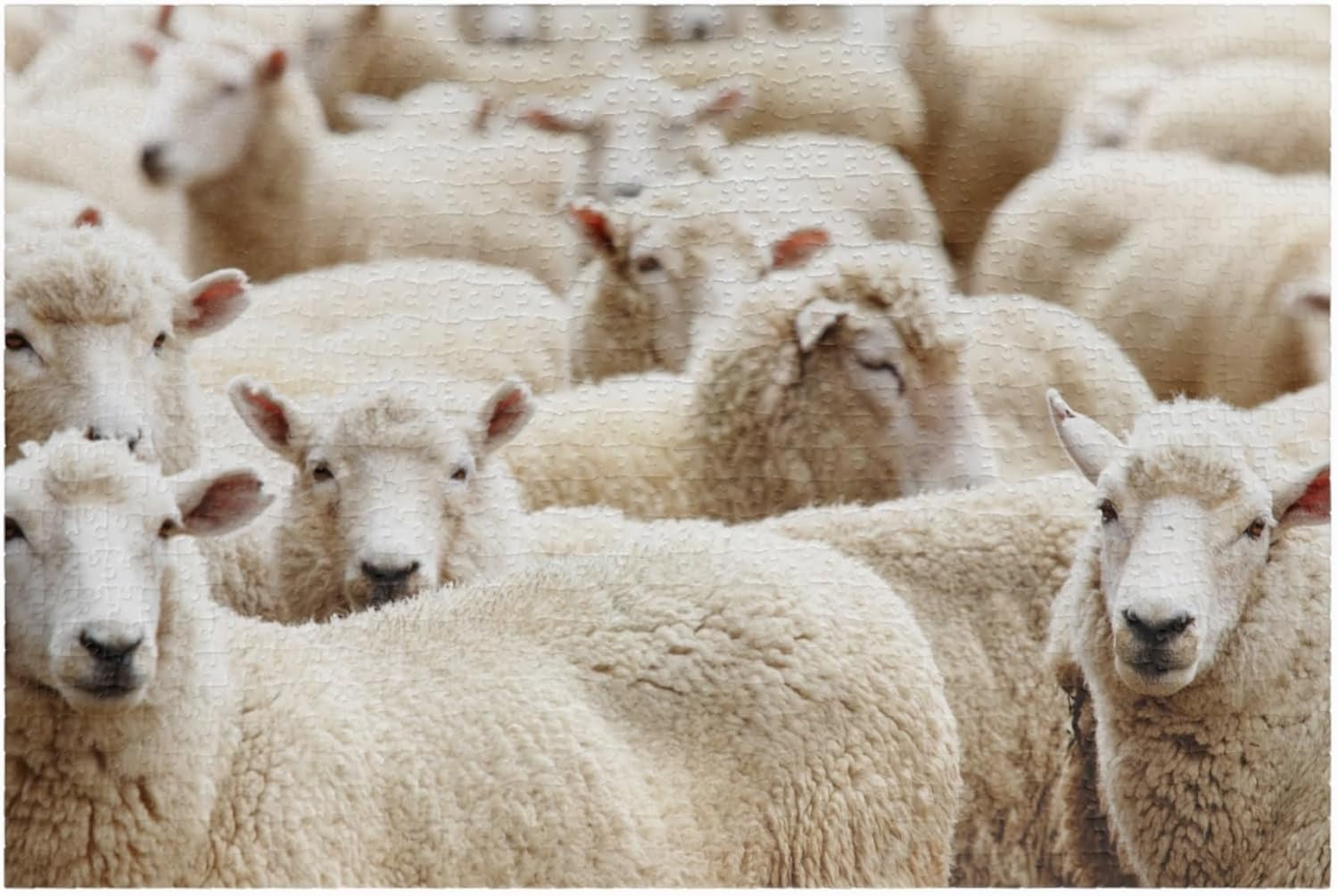 Puzzles For Adults 1000 Pieces Sheep Flock -Jigsaw Puzzle for Adults Challenging Puzzle Perfect ...