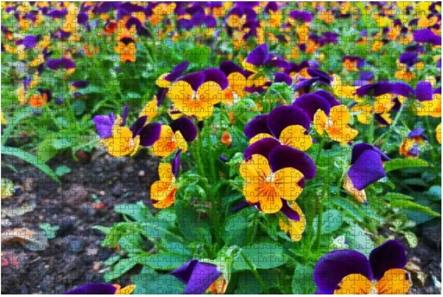 Puzzles For Adults 500 Pieces Funny Viola Cornuta Known As Horned Pansy ...