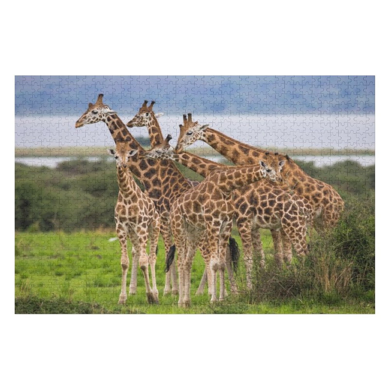 Puzzles for Adults 1000 Pieces - Giraffes Are Standing Against Nile ...