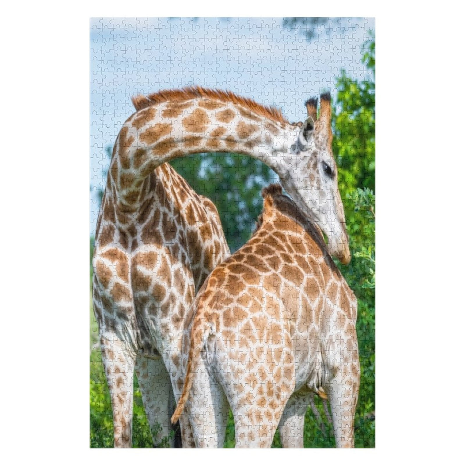 Puzzles for Adults 500 Pieces - Two Giraffes Hugging Each Other Surrounded Fun Brain Puzzle ...