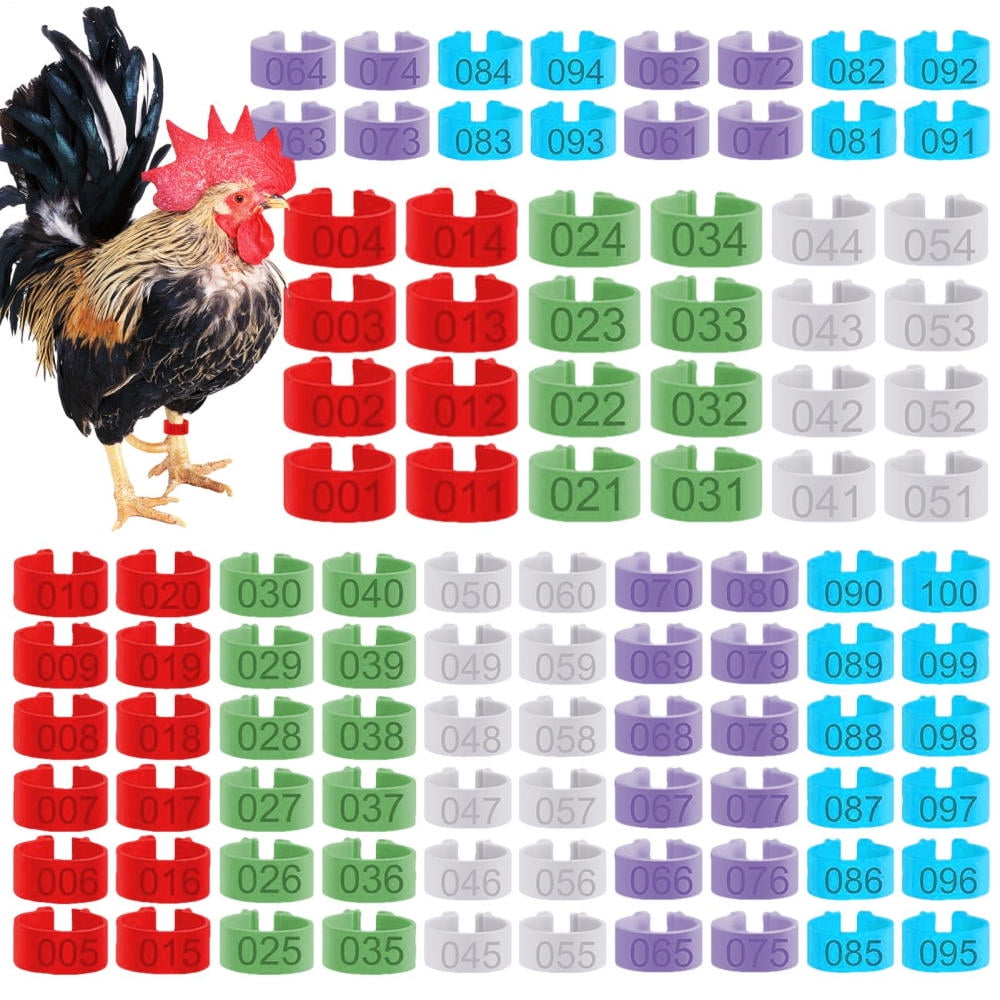 Pw Tools Poultry Leg Bands Poultry Identification Multicolor Chicken ...