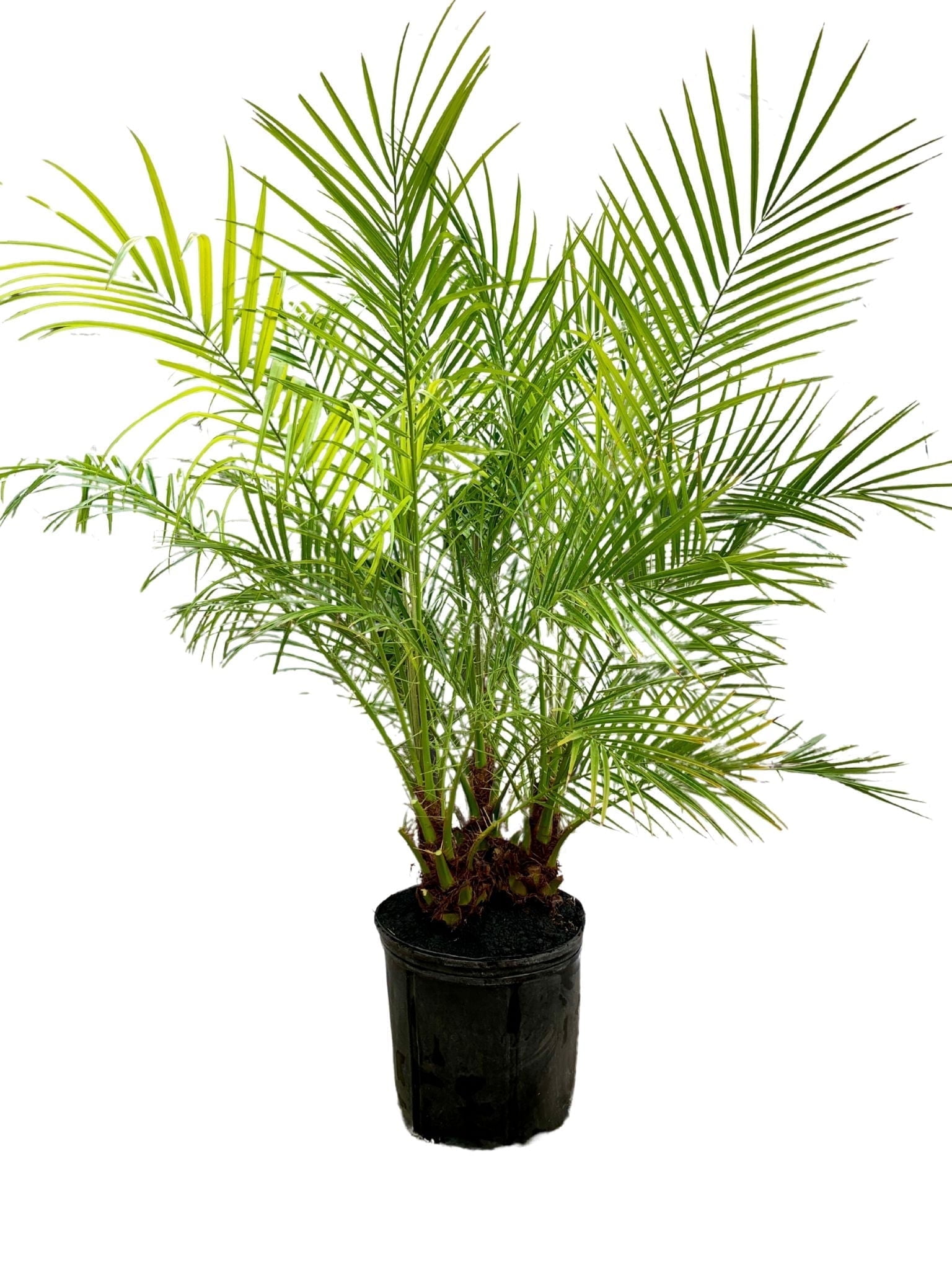 Pygmy Date Phoenix Roebellini - Walmart.com