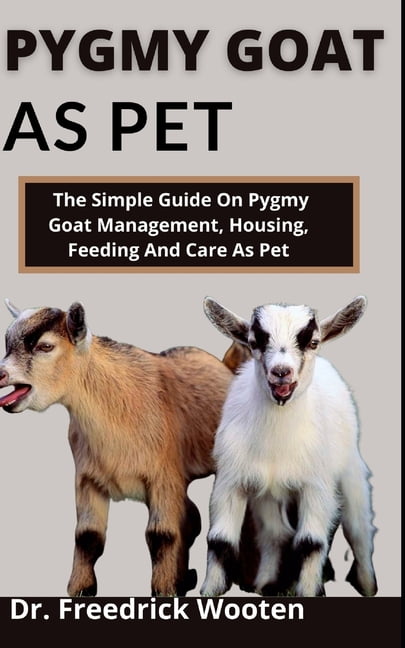 Pygmy Goat Pet