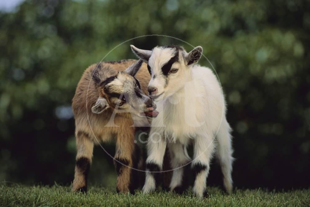 Pygmy Goats, Animals Scenic Unframed Photographic Print Wall Art by ...