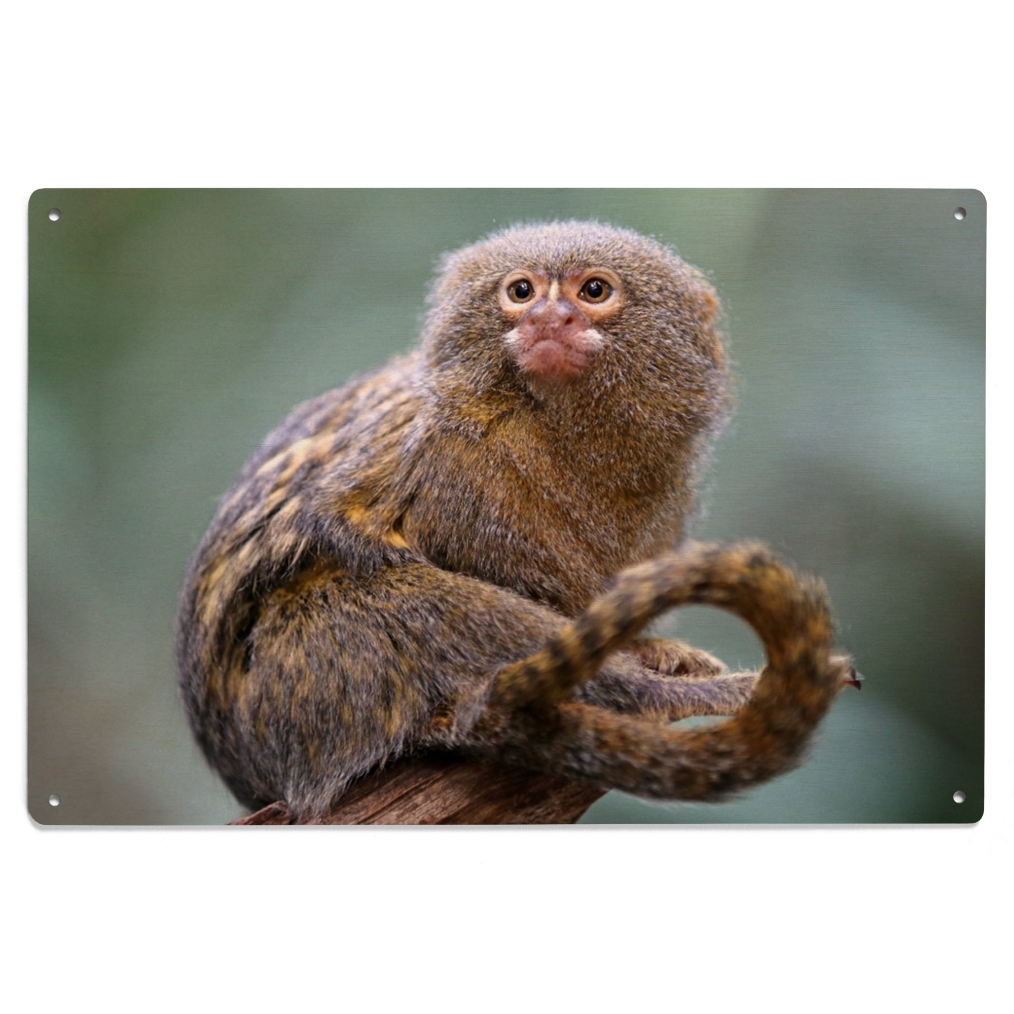 Pygmy Marmoset Monkey Birch Wood Wall Sign (6x9 Rustic Home Decor ...