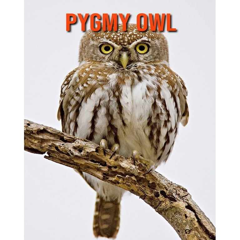 Pygmy Owl Pet