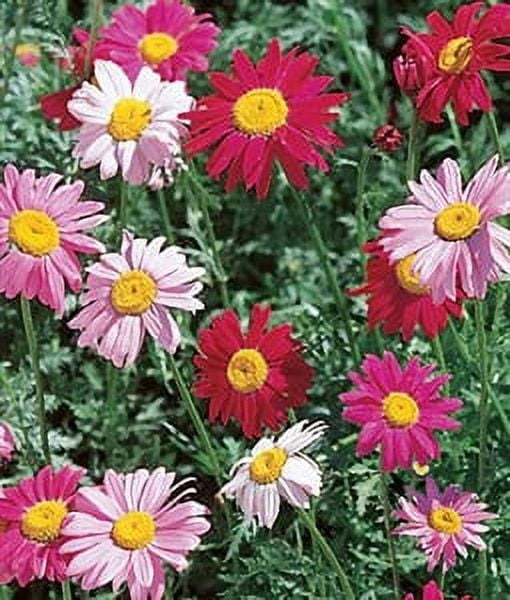 Robinsons Pyrethrum Daisy Mixture Seed - Sun Loving Perennial Flower ...