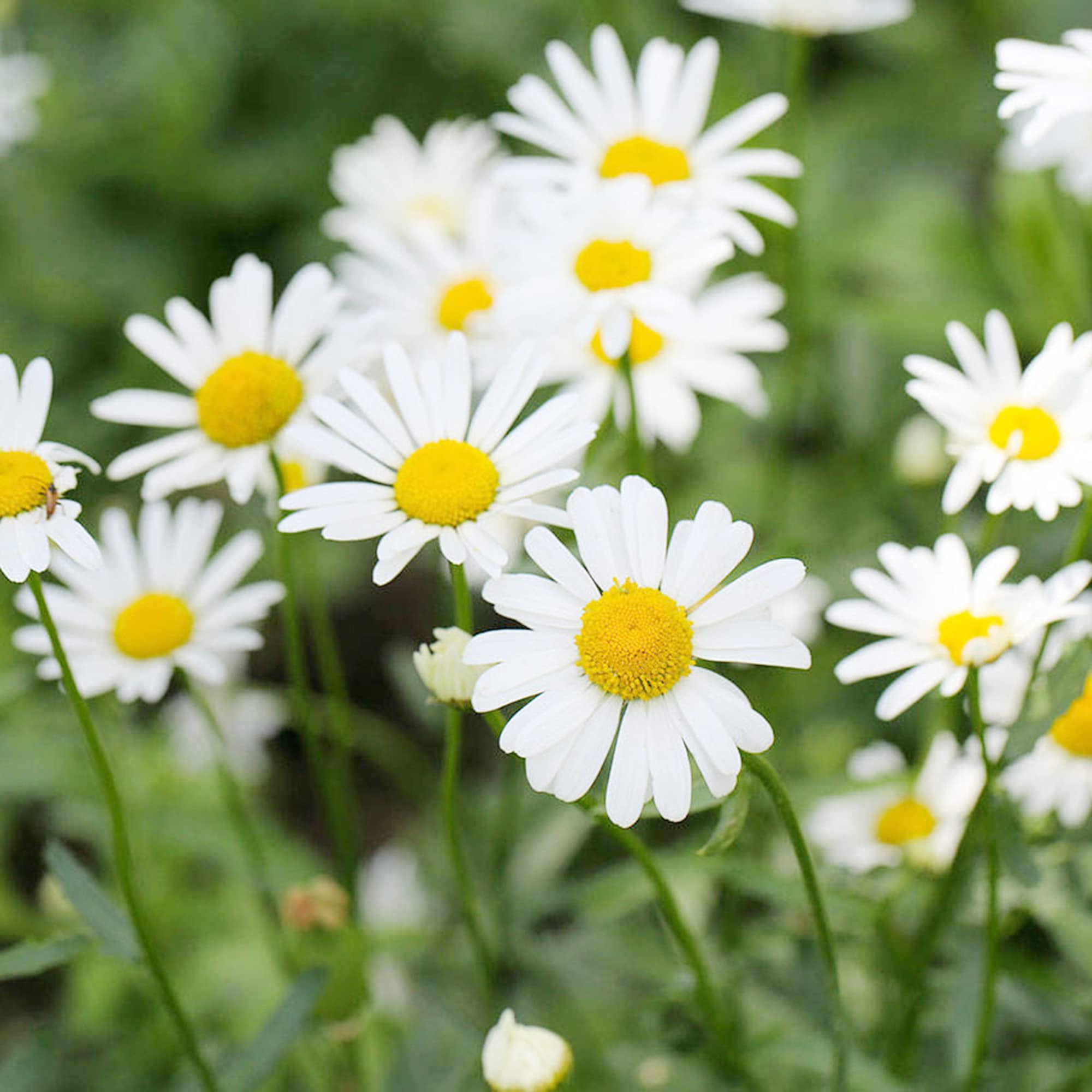 Pyrethrum Daisy Seeds Tanacetum Cinerariifolium Showy Perennial ...