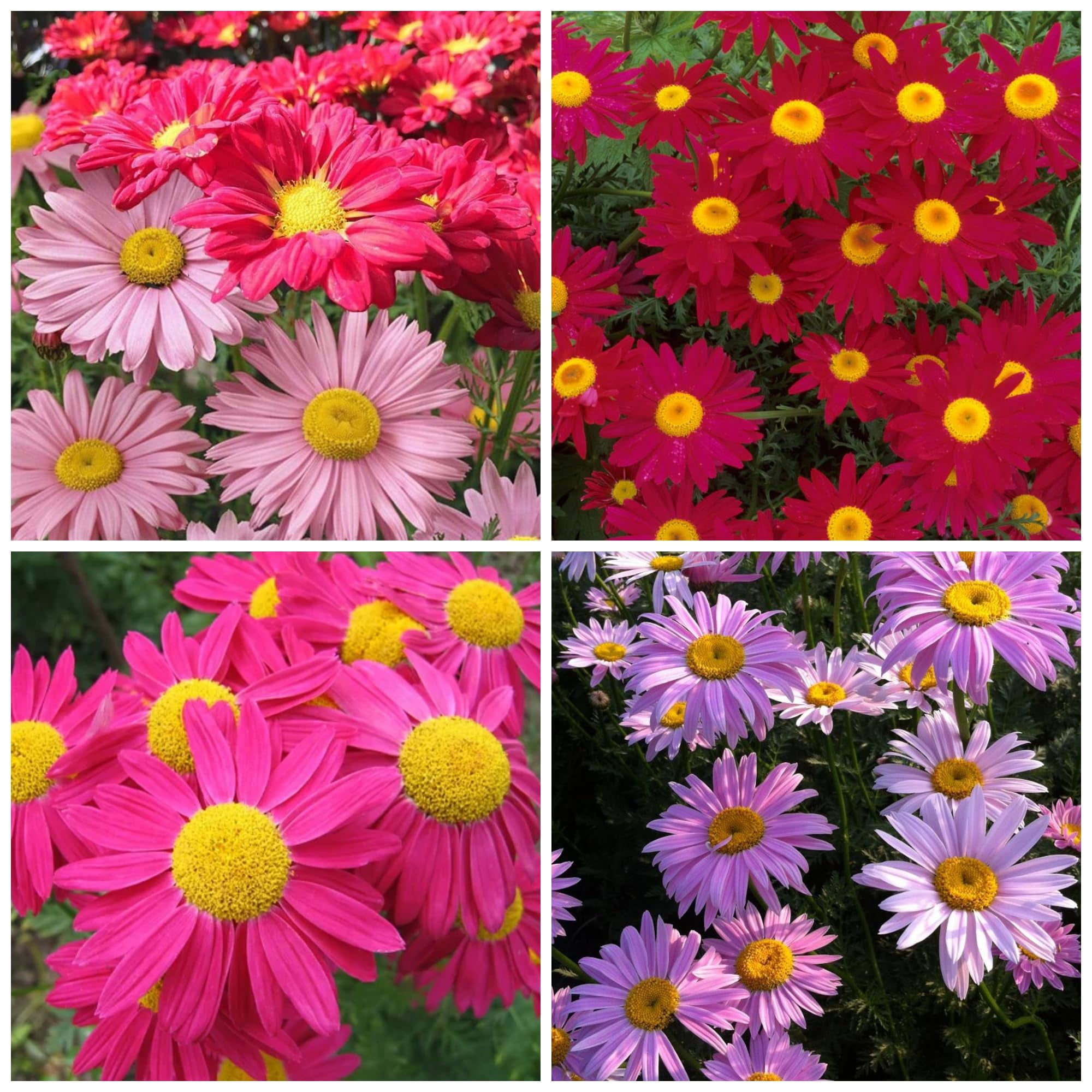 Pyrethrum Tanacetum Chrysanthemum Seeds - 1200+ MVR1 Pyrethrum ...