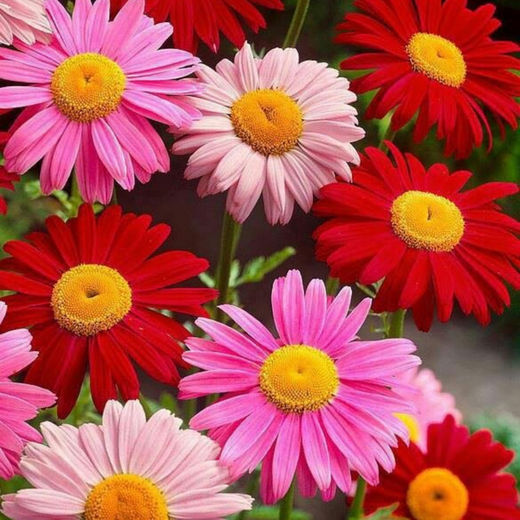 Pyrethrum Tanacetum Coccineum Seeds - 2100+ MVR1 Pyrethrum Tanacetum ...