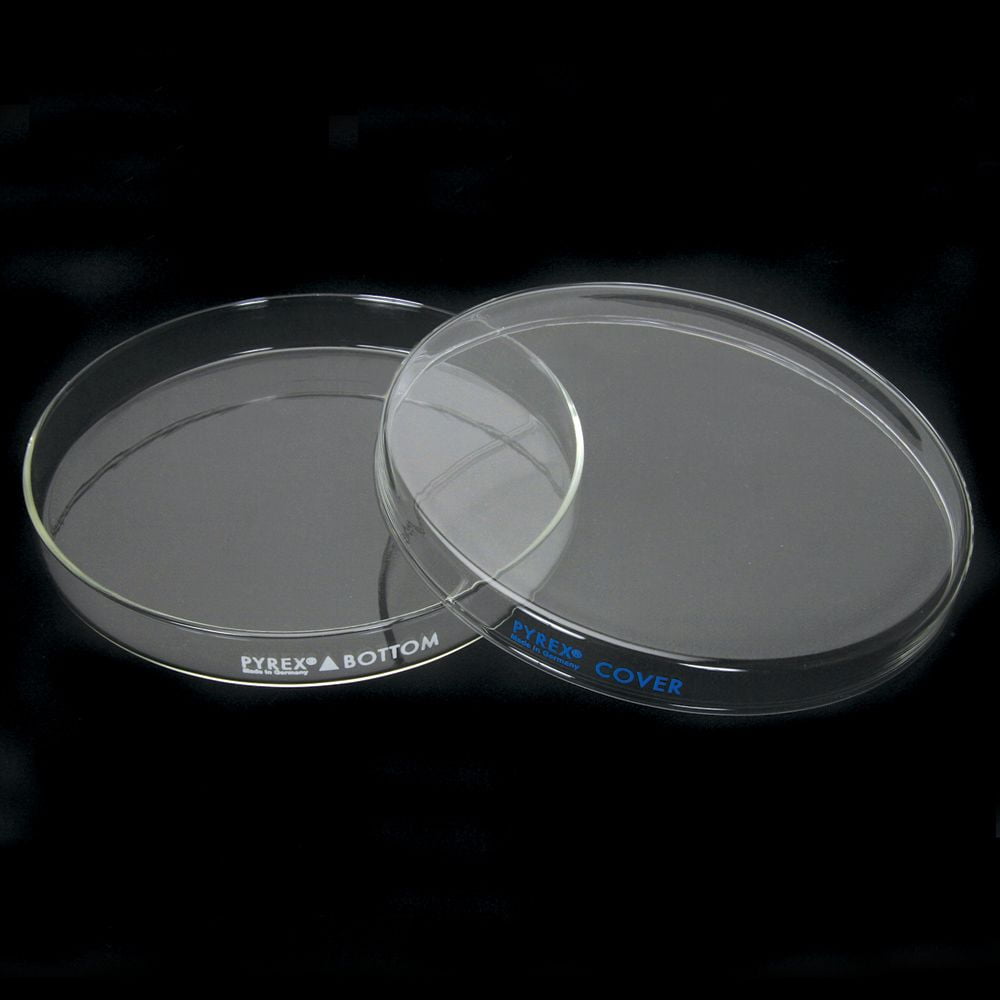 Pyrex, Petri Culture Dish, 150 X 15 Mm - Walmart.com
