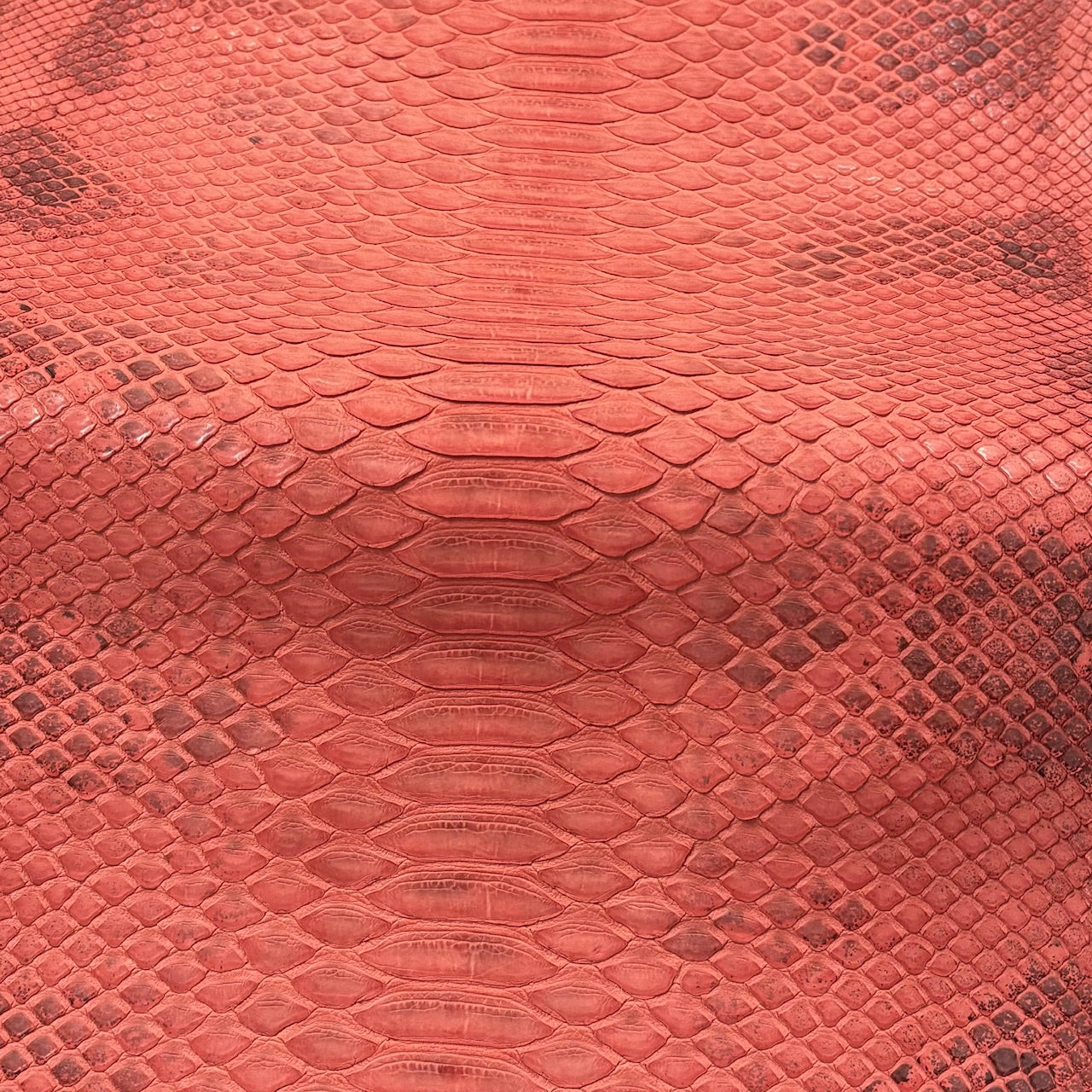 Python Matte Snake Clementine with Black Spots Short Tail Back Cut ...