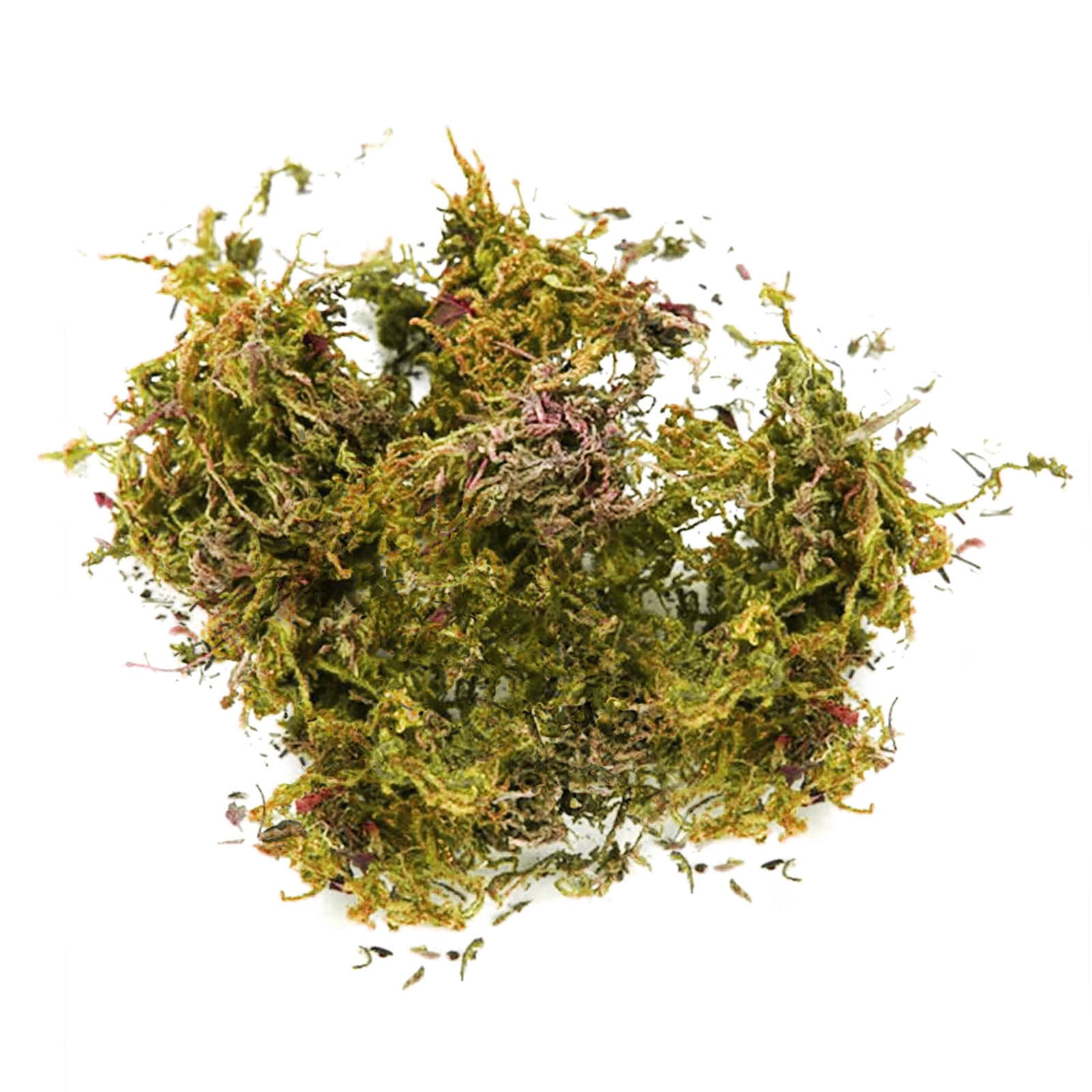 QAQuu Artificial Green Moss – Ideal for Potted Plants, Fairy Gardens ...