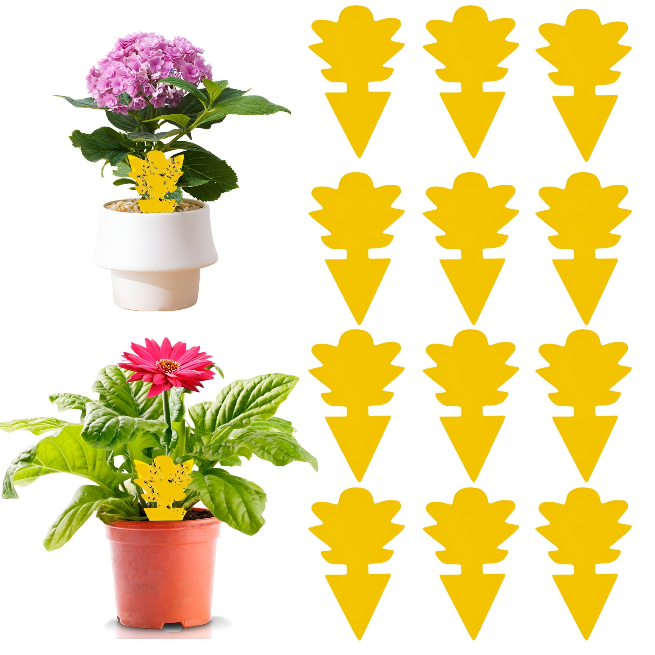 QARUN 12/24Pcs Yellow Gnat Sticky Traps Flying Bugs Dual-Sided Sticky ...