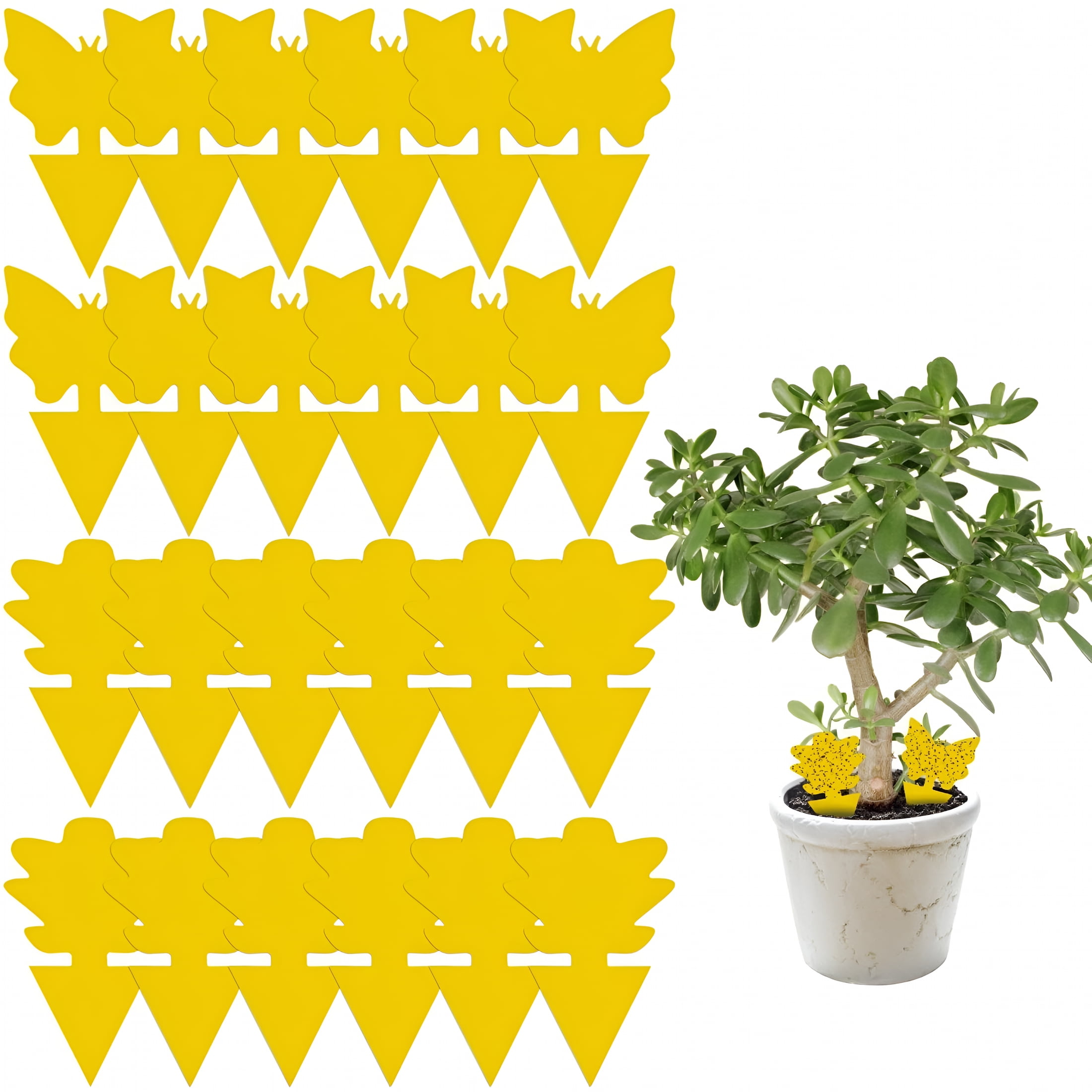 QARUN 24 Pack Sticky Fruit Fly and Fungus Gnat Trap Yellow Sticky Bug ...