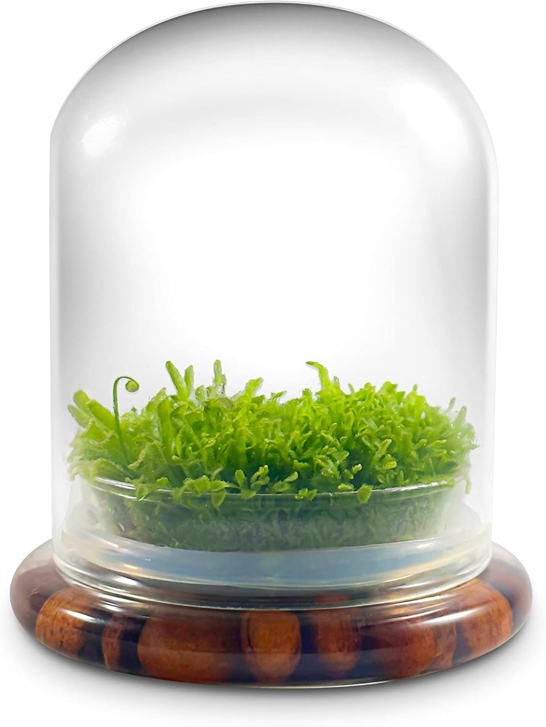 QATZ Terrarium Jar – Sundew Carnivorous Plants Live – Self-Growing Moss ...