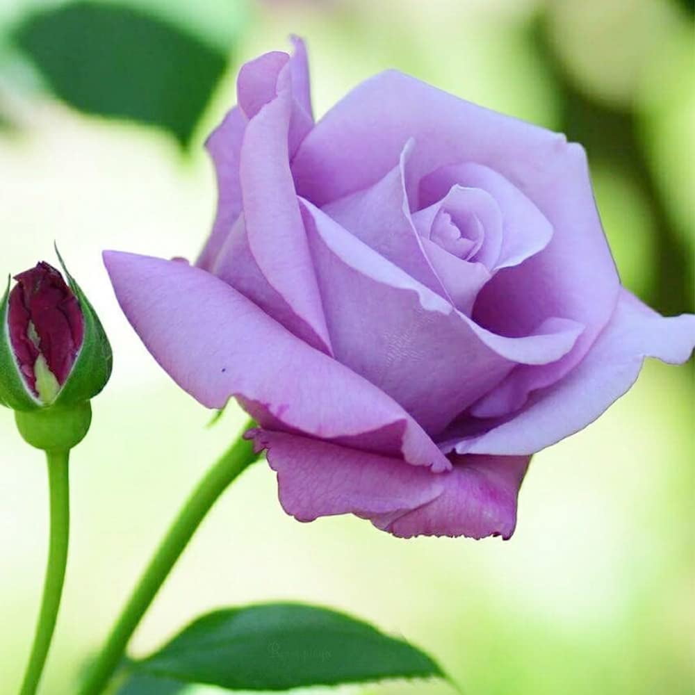 QAUZUY GARDEN 10 Purple Climbing Rose MTN1 Seeds Rosa Bush Shrub ...