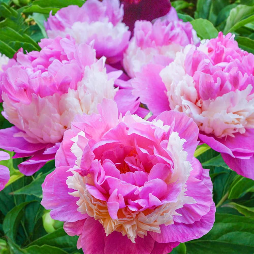 QAUZUY GARDEN 10 Rare Double Peony ITL1 Seeds for Planting Heirloom ...