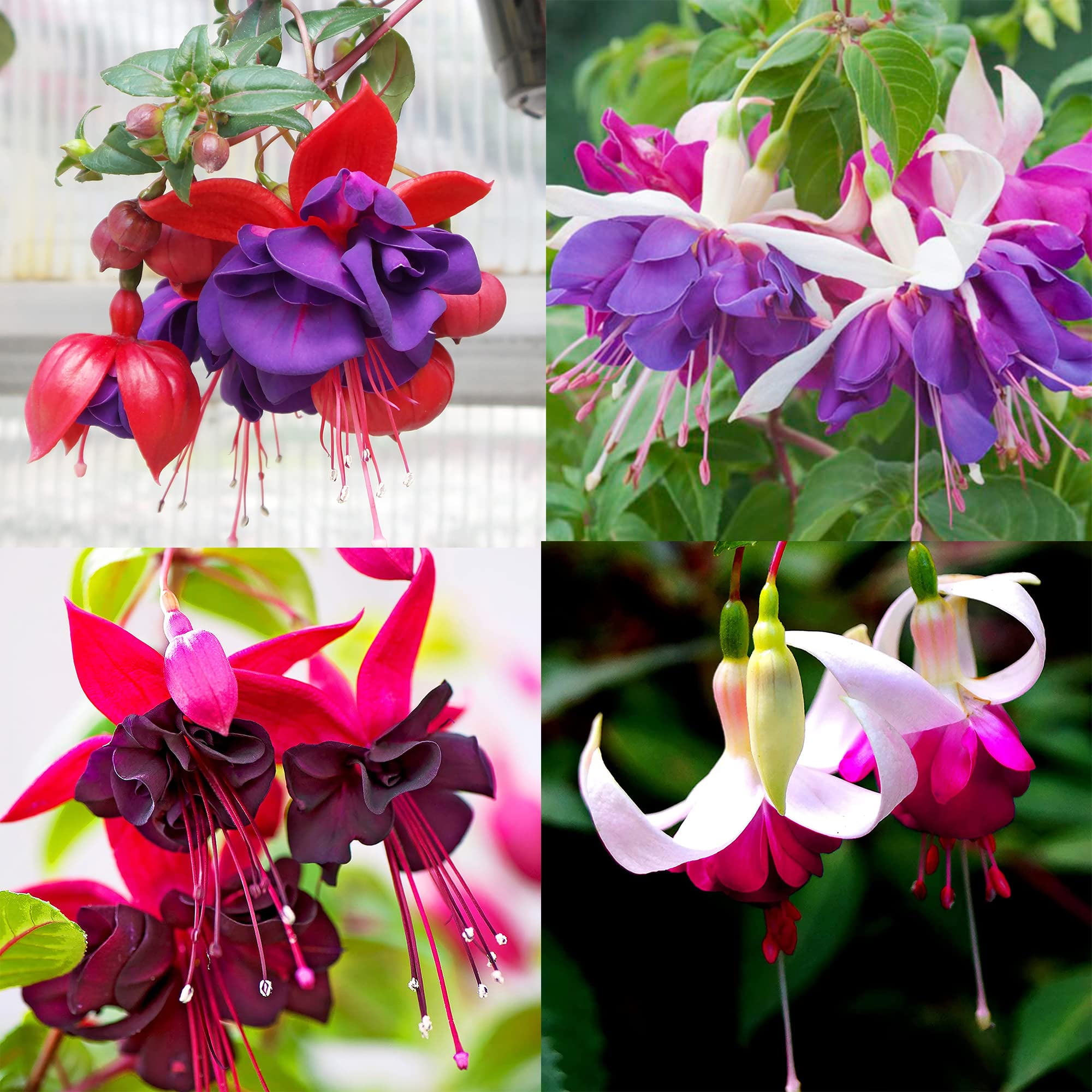 QAUZUY GARDEN 100 Mixed Fuchsia Seeds for Planting, Non-GMO & Heirloom ...