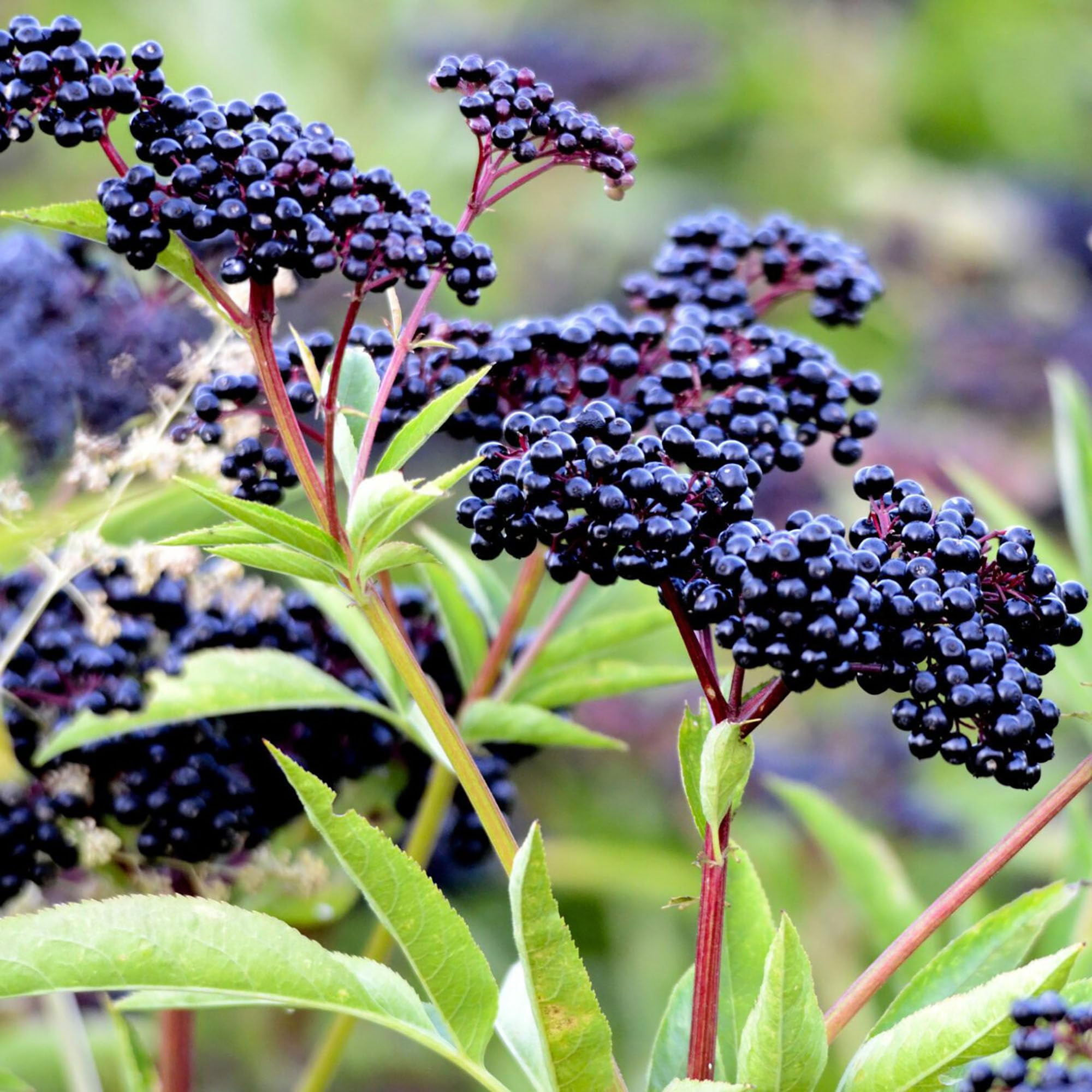 QAUZUY GARDEN 100 Premium OIF8 Seeds Common Wild Elderberry Seeds ...