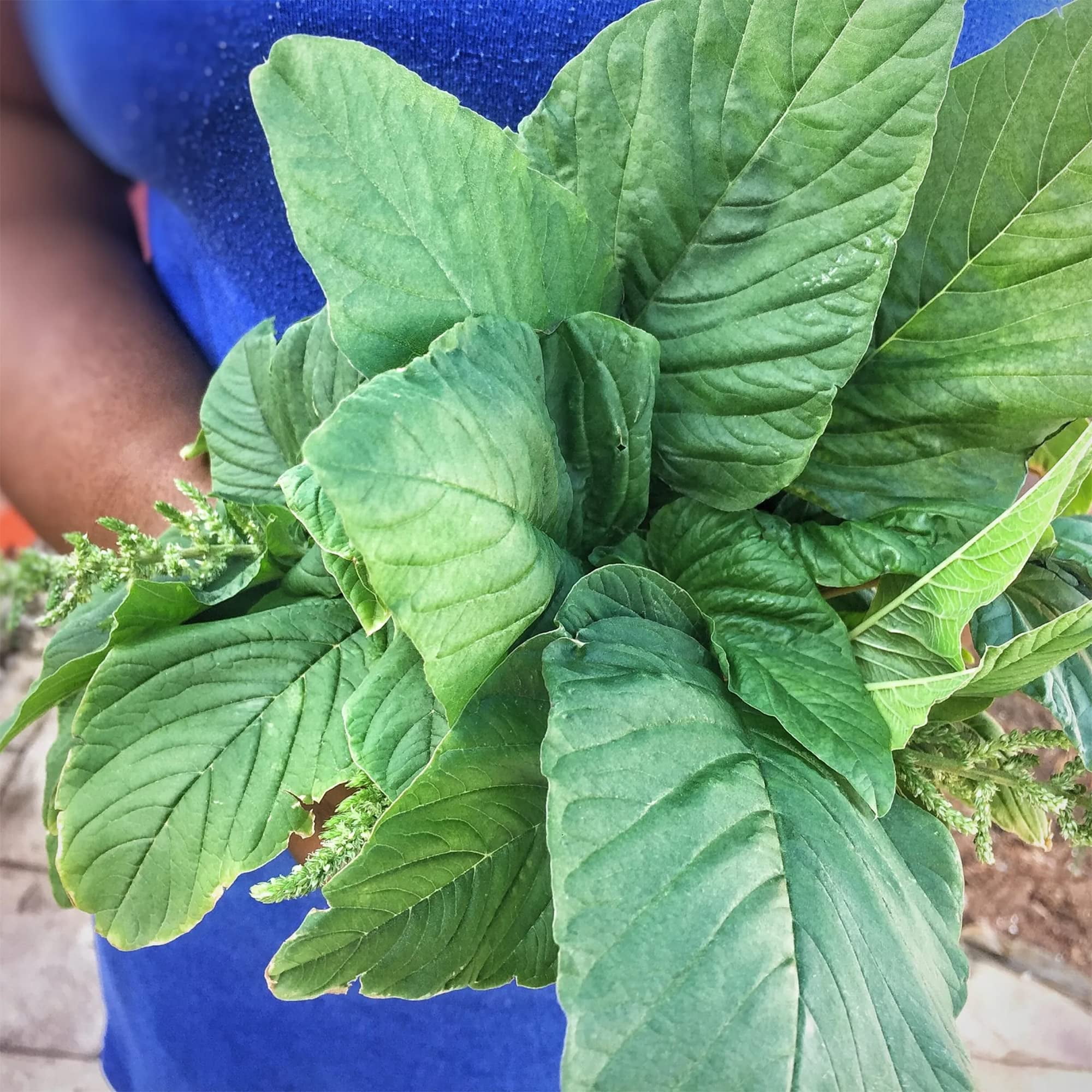 QAUZUY GARDEN 100 Premium STF9 Jamaican Callaloo (Amaranthus) Caribbean ...