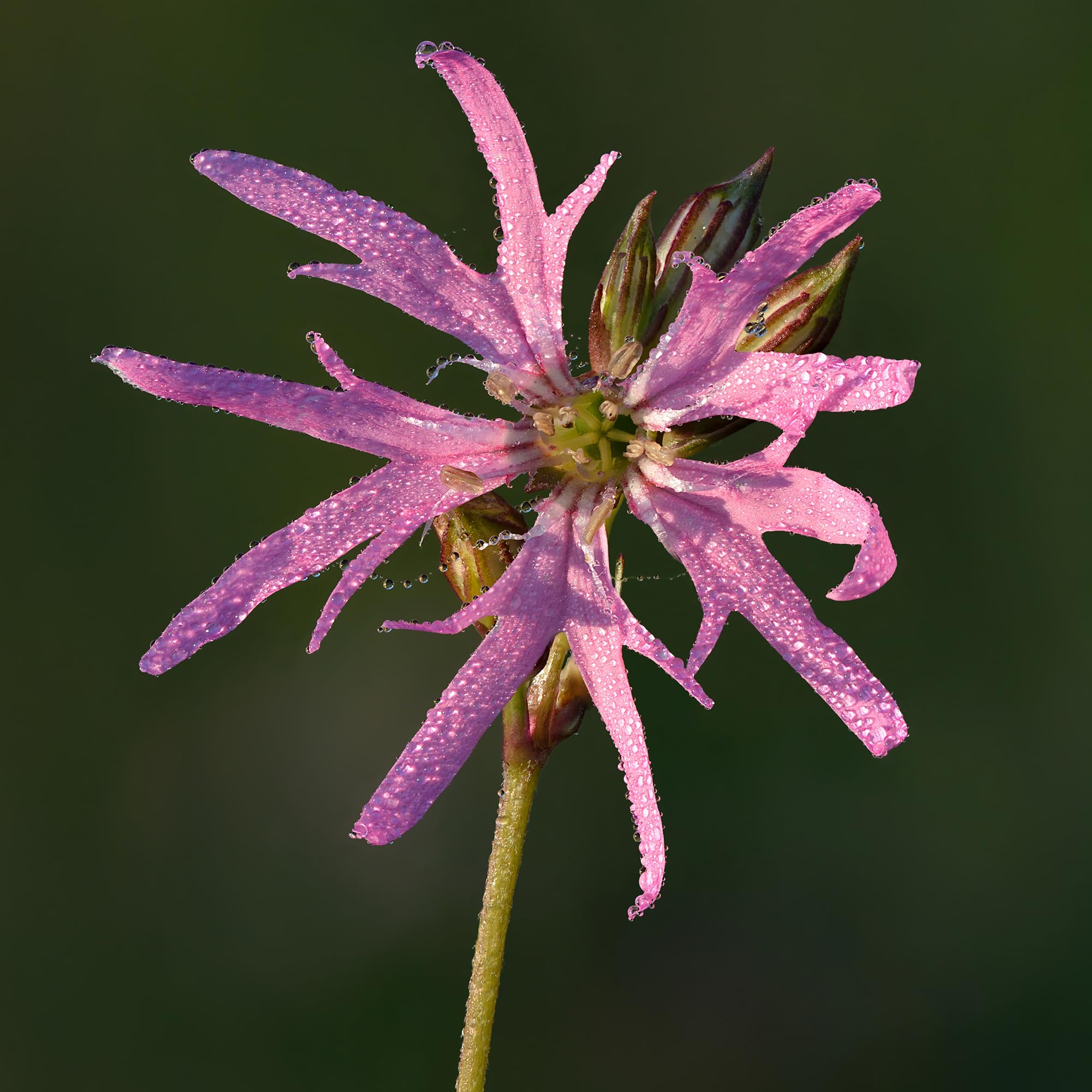 QAUZUY GARDEN 100 Ragged STF9 Robin Seeds, Heirloom Lychnis Flos Cuculi ...