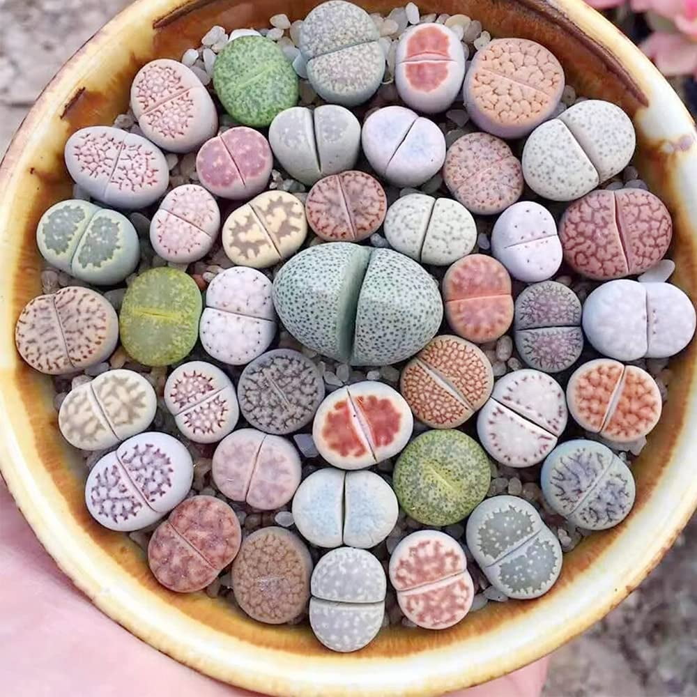 QAUZUY GARDEN 100 SCH4 Seeds Rare Lithops Living Stones Seeds Tropical Exotic Succulent Plant ...