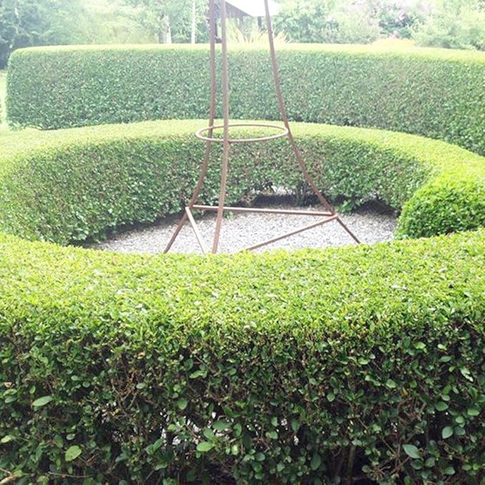 QAUZUY GARDEN 15 Ligustrum Vulgare (Wild Common Privet) European Privet ...