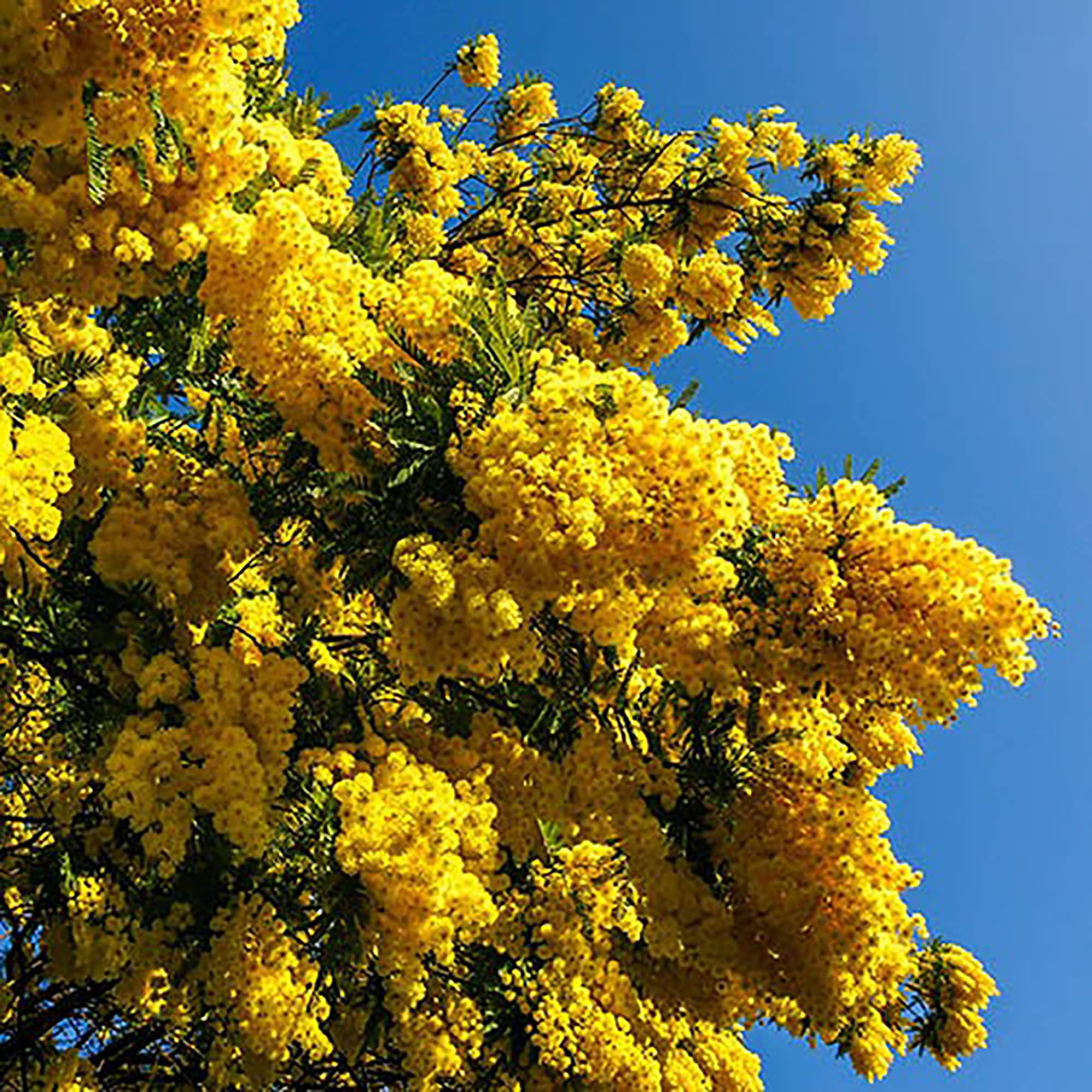 QAUZUY GARDEN 15 Yellow Mimosa Tree (Silver Wattle/Blue Wattle) Acacia ...
