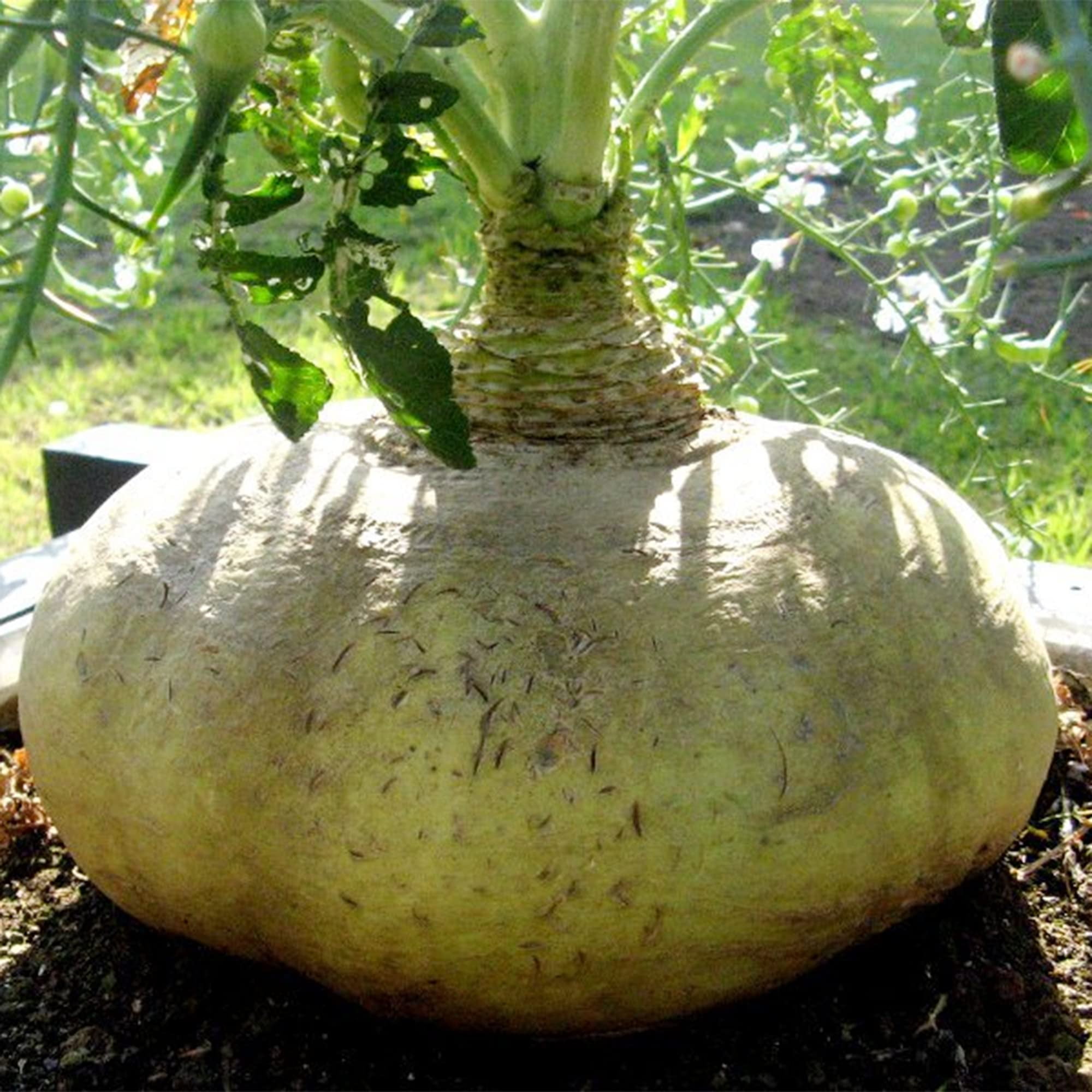 QAUZUY GARDEN 200 Rare Sakurajima Mammoth Radish Seeds for Planting ...