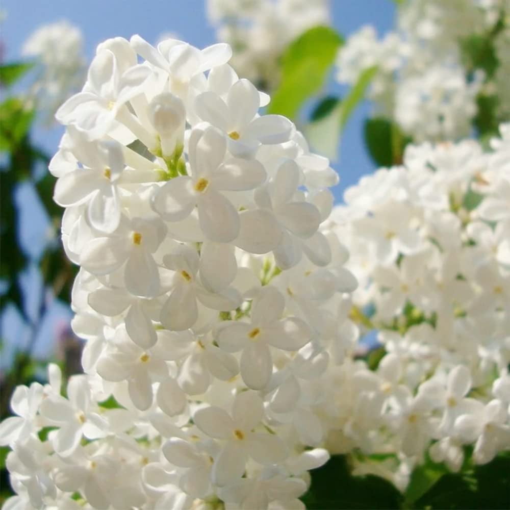 QAUZUY GARDEN 25 White MMF7 Japanese Lilac Seeds Common Lilac ...