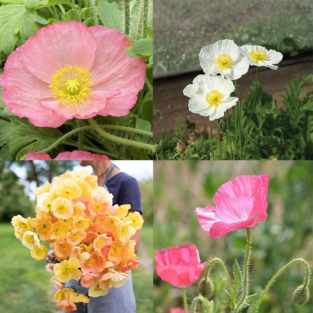 QAUZUY GARDEN 2500 Rare Mixed Iceland Poppy (Arctic Poppy/Papaver ...