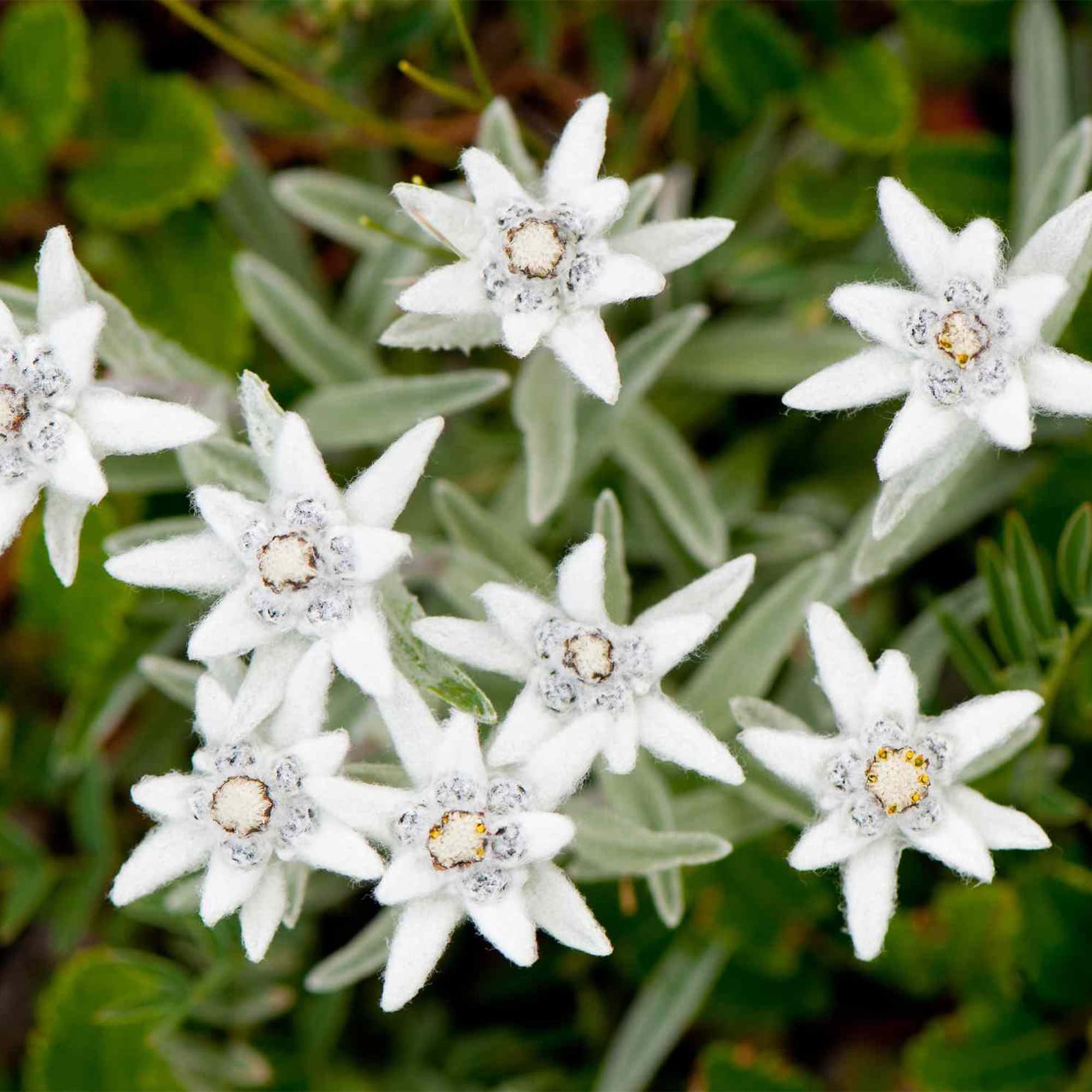 QAUZUY GARDEN 300 AJH3 White Edelweiss Seeds (Leontopodium alpinu ...