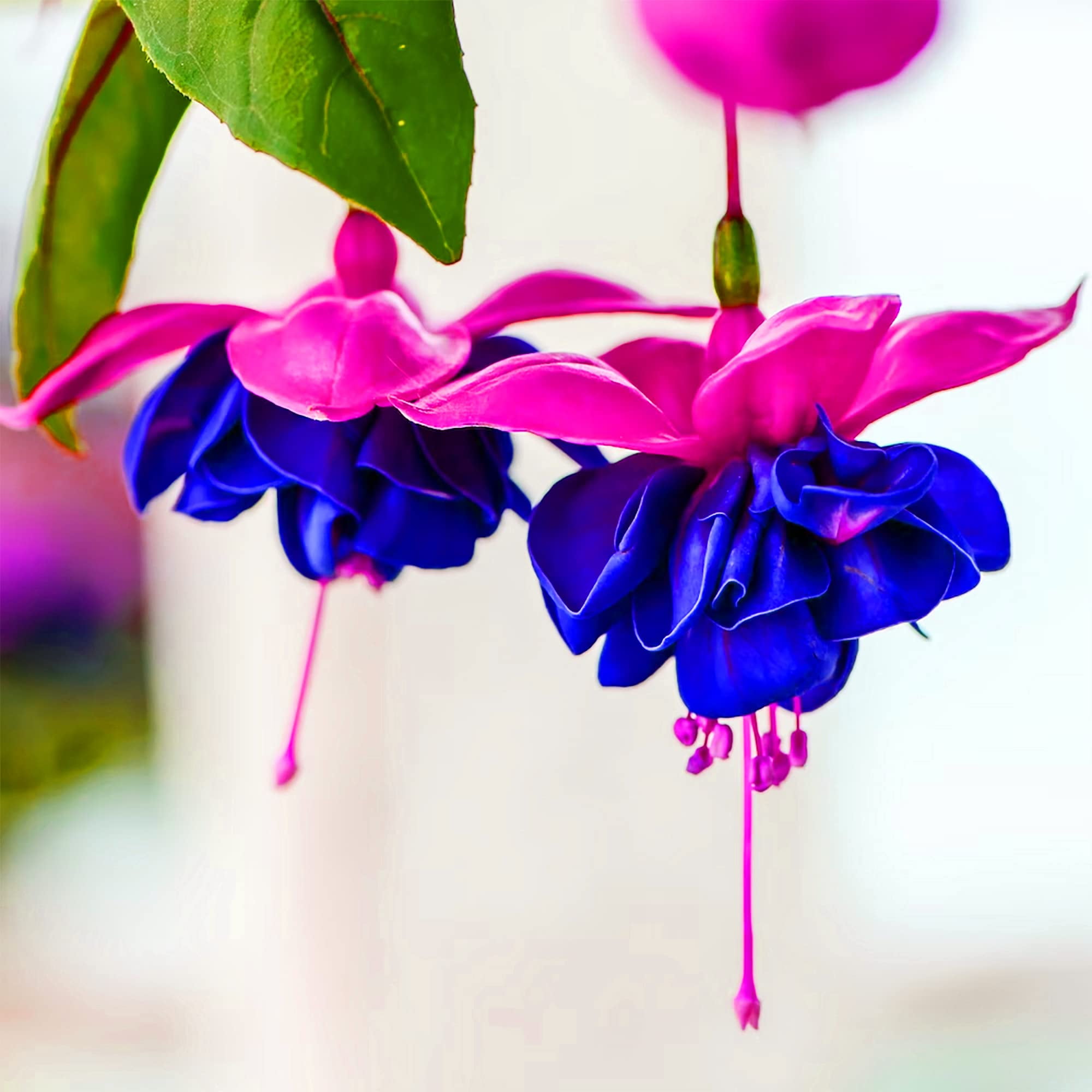 QAUZUY GARDEN 50 FEV6 Blue Purple Fuchsia Seeds Perennial Fuchsia ...
