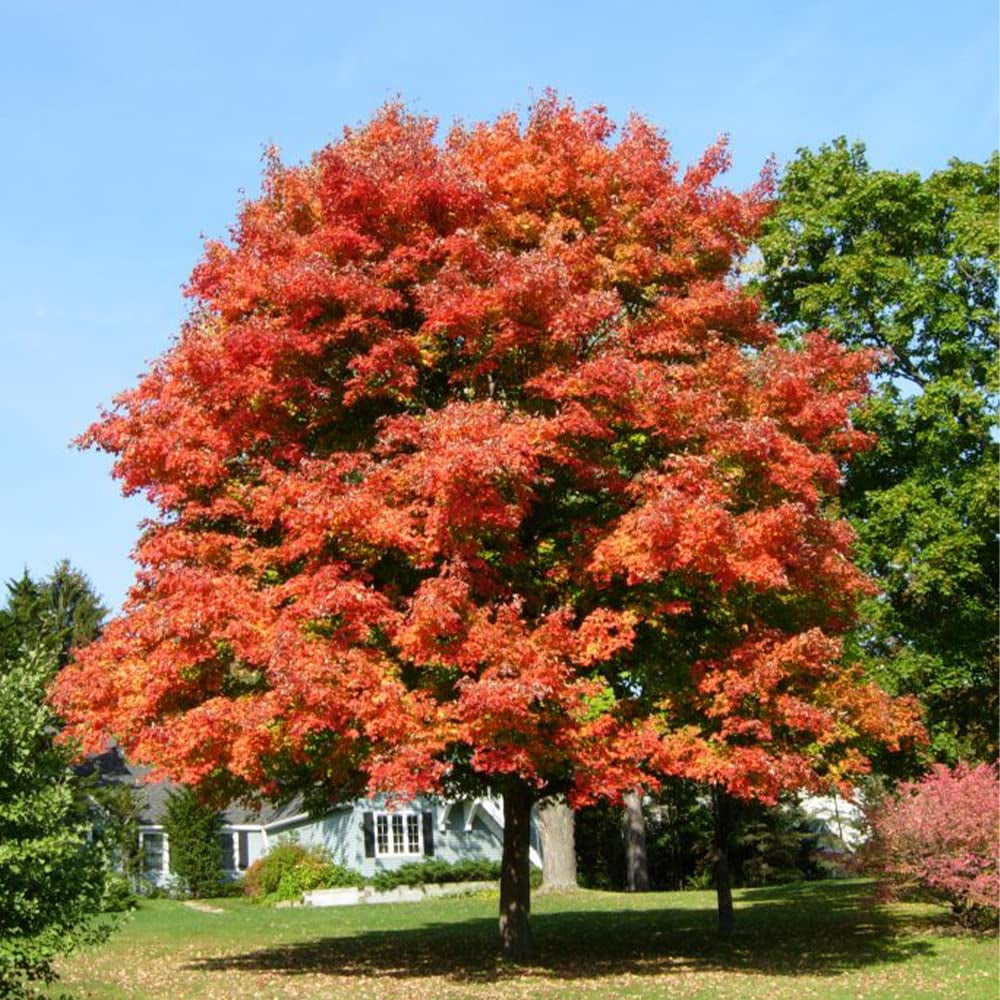 QAUZUY GARDEN 50 Premium DHF10 Sugar Maple Seeds Acer, Hard Maple, Rock ...