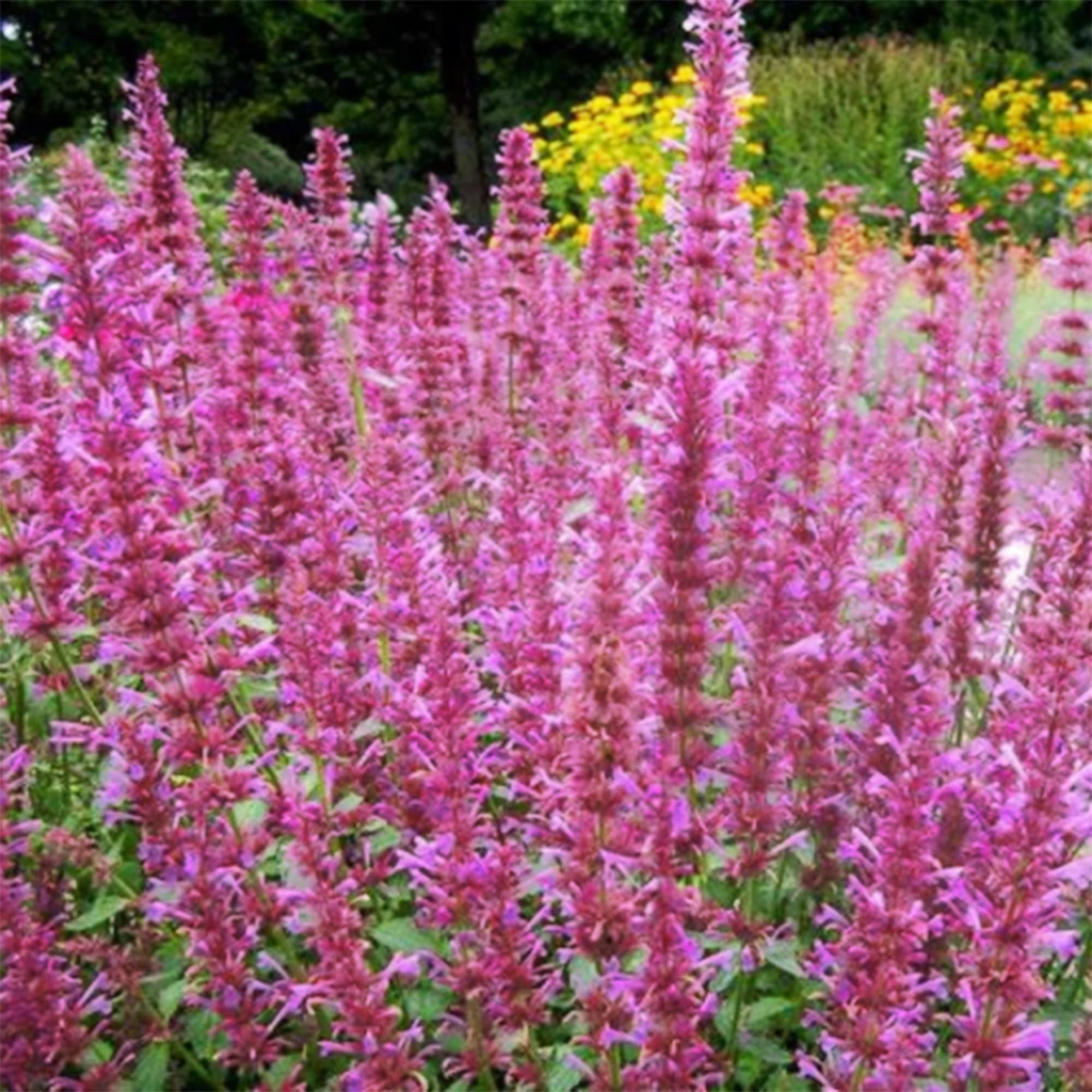 Mauve Queen Cleome AJH3 - Spider Plants - Nectar Flower for Monarch ...