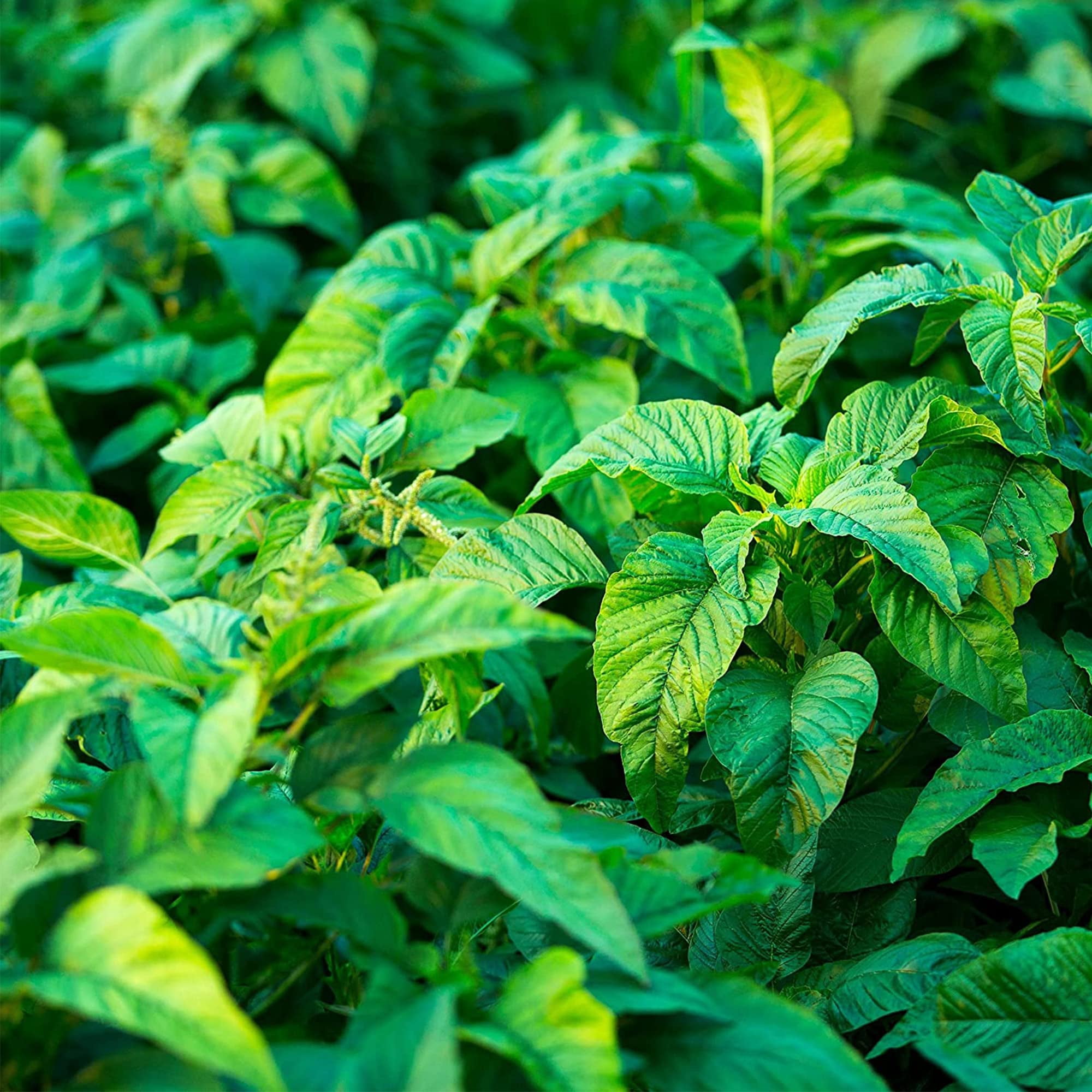 QAUZUY GARDEN - 500 Jamaican Callaloo Seeds Amaranth Vegetable for West ...