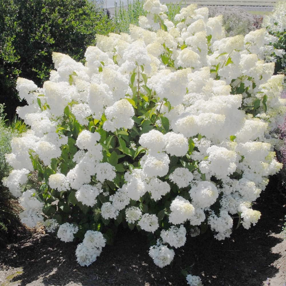 QAUZUY GARDEN 50UMRT Pee Gee Hydrangea Paniculata Peegee Panicle Seeds ...