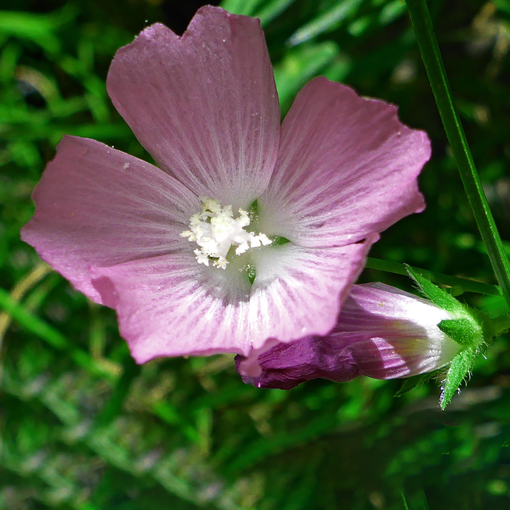 QAUZUY GARDEN 50pcs EC36 Pink Checkermallow Seeds, Heirloom Sidalcea ...